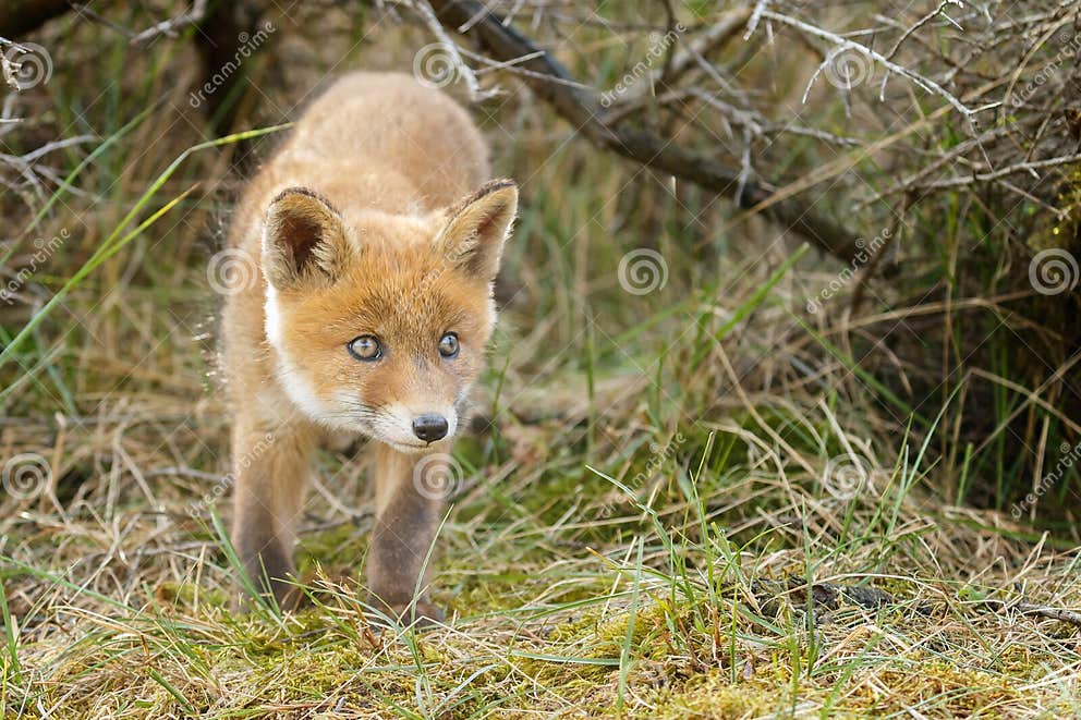 Red fox cub stock photo. Image of little, burrow, carnivore - 332541438