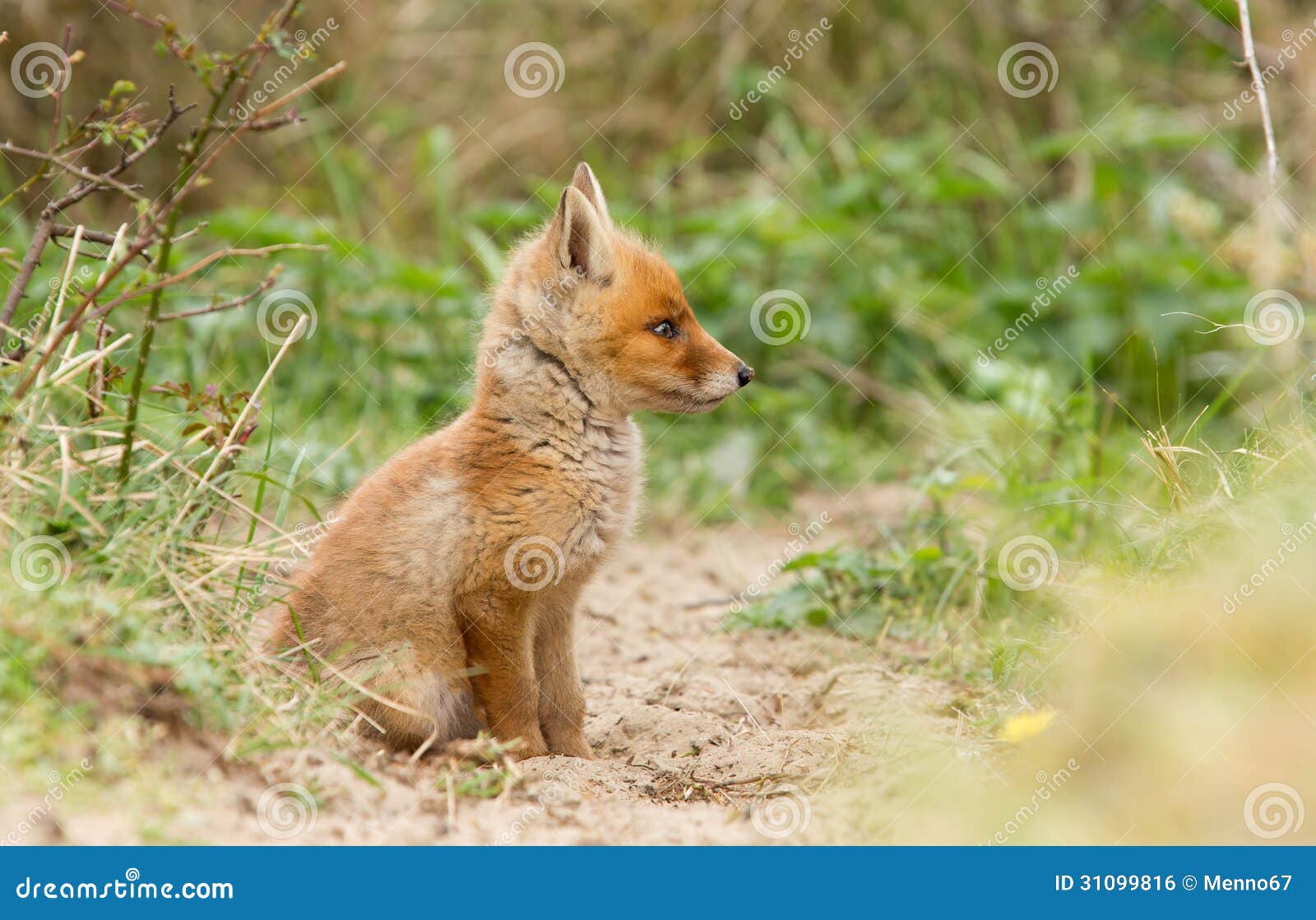 Red fox cub stock photo. Image of wild, green, nature - 31099816