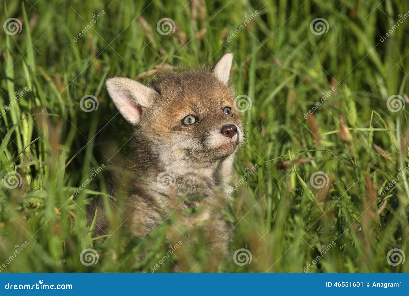 Red fox cub stock image. Image of portrait, predator - 46551601