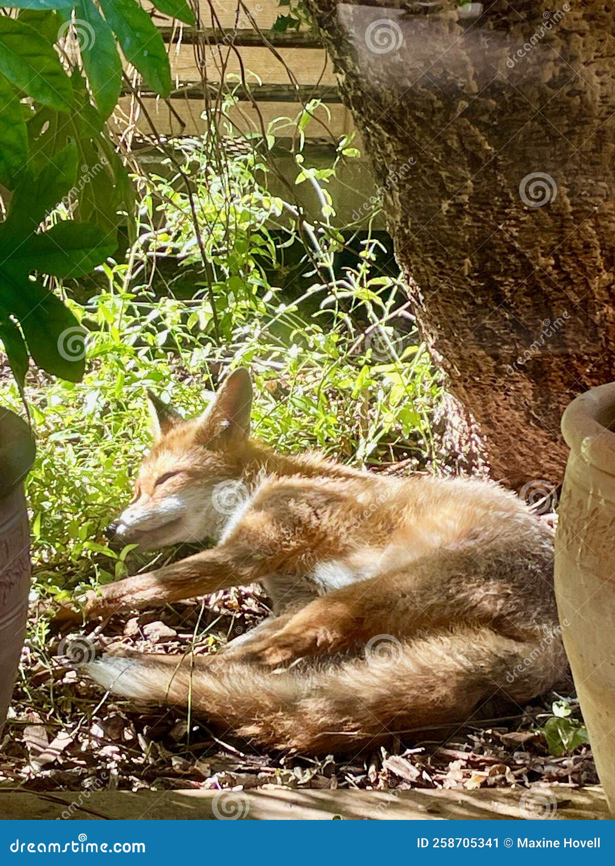 Red Fox Cub Sleeping Under a Tree Stock Image - Image of forest, cute ...