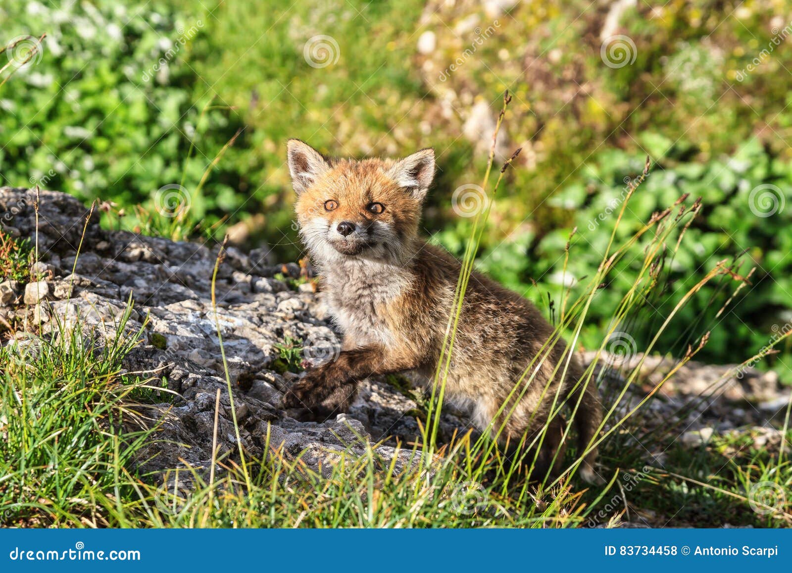 Red Fox cub stock photo. Image of little, carnivore, furry - 83734458