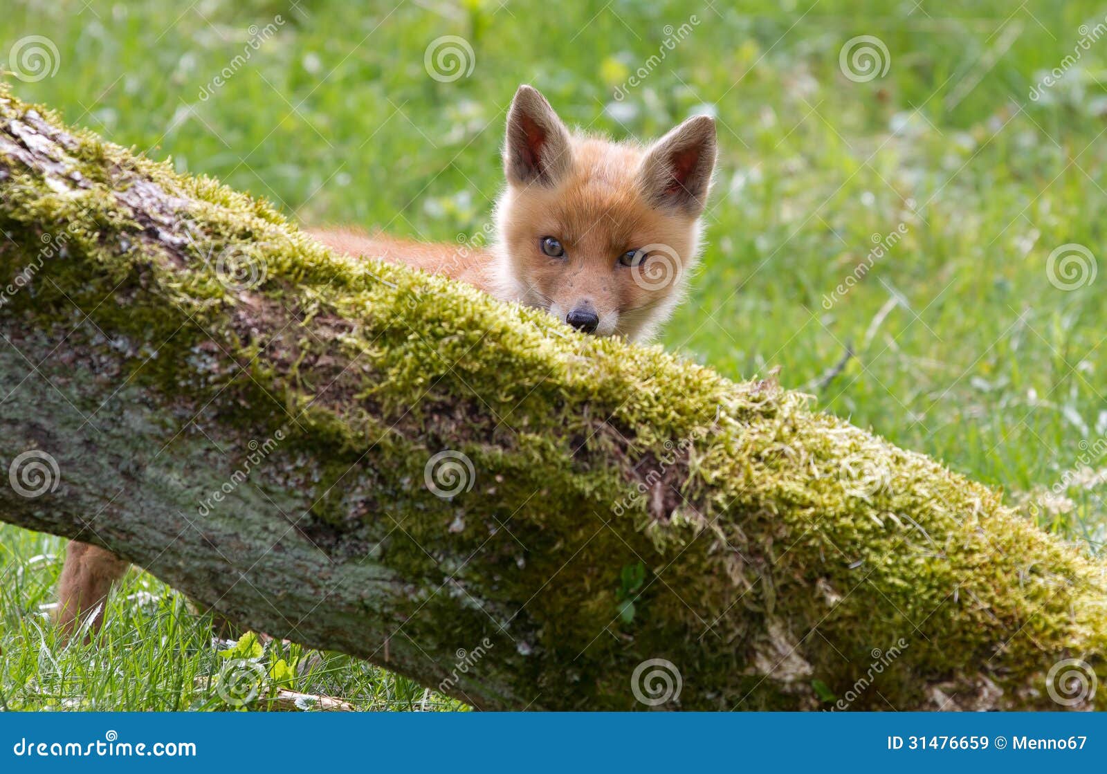 Red fox cub stock image. Image of green, furry, explore - 31476659