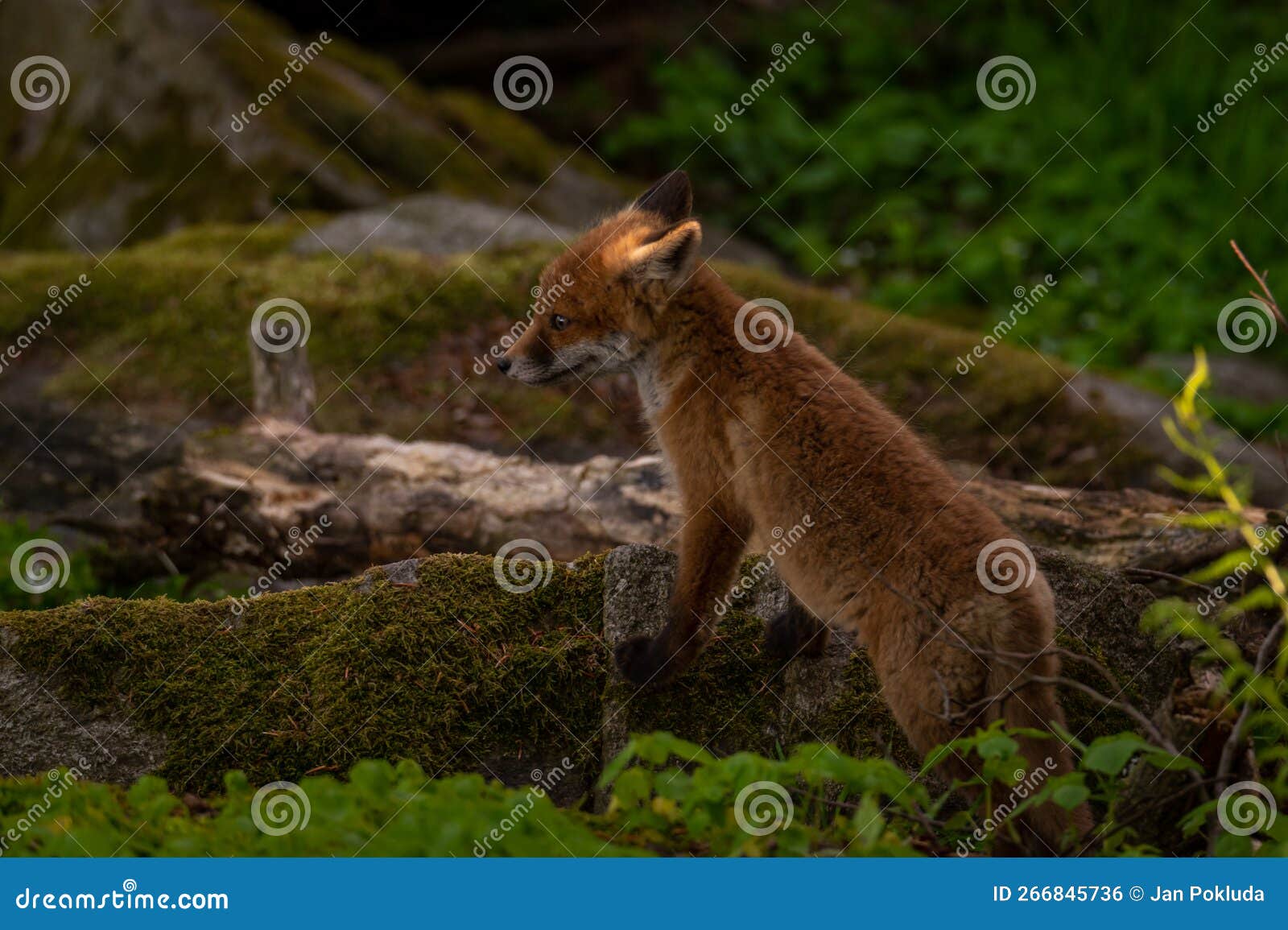 Red Fox Cub Standing on the Tree Trunk Near To a Burrow and a Rock in ...