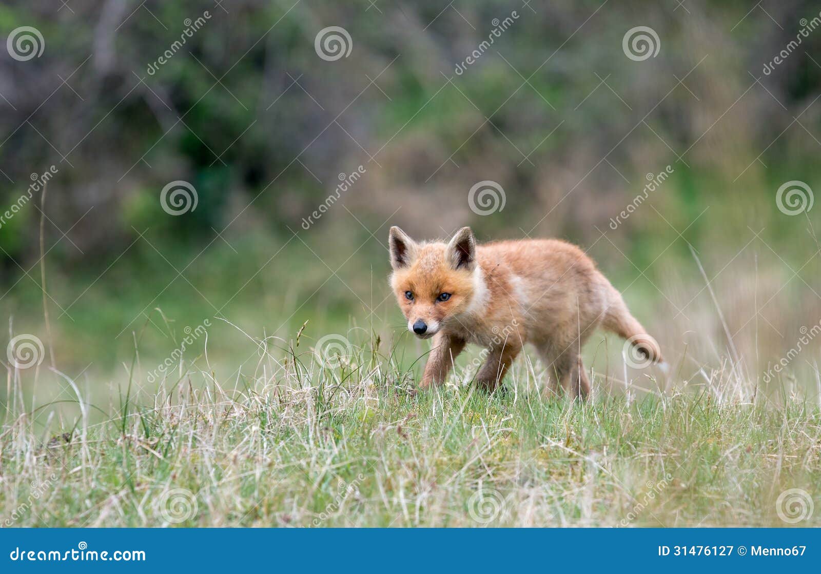 Red fox cub stock image. Image of spring, little, furry - 31476127