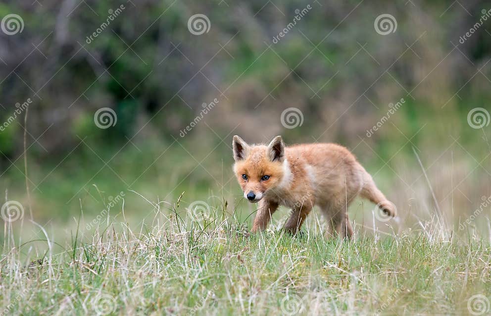 Red fox cub stock image. Image of spring, little, furry - 31476127