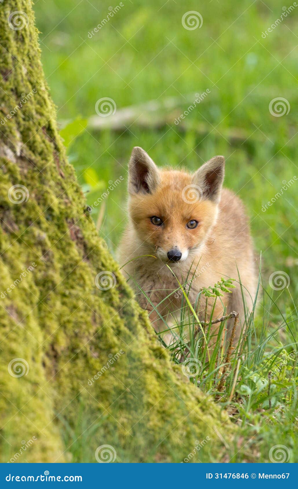 Red fox cub stock photo. Image of beast, outdoors, mammal - 31476846