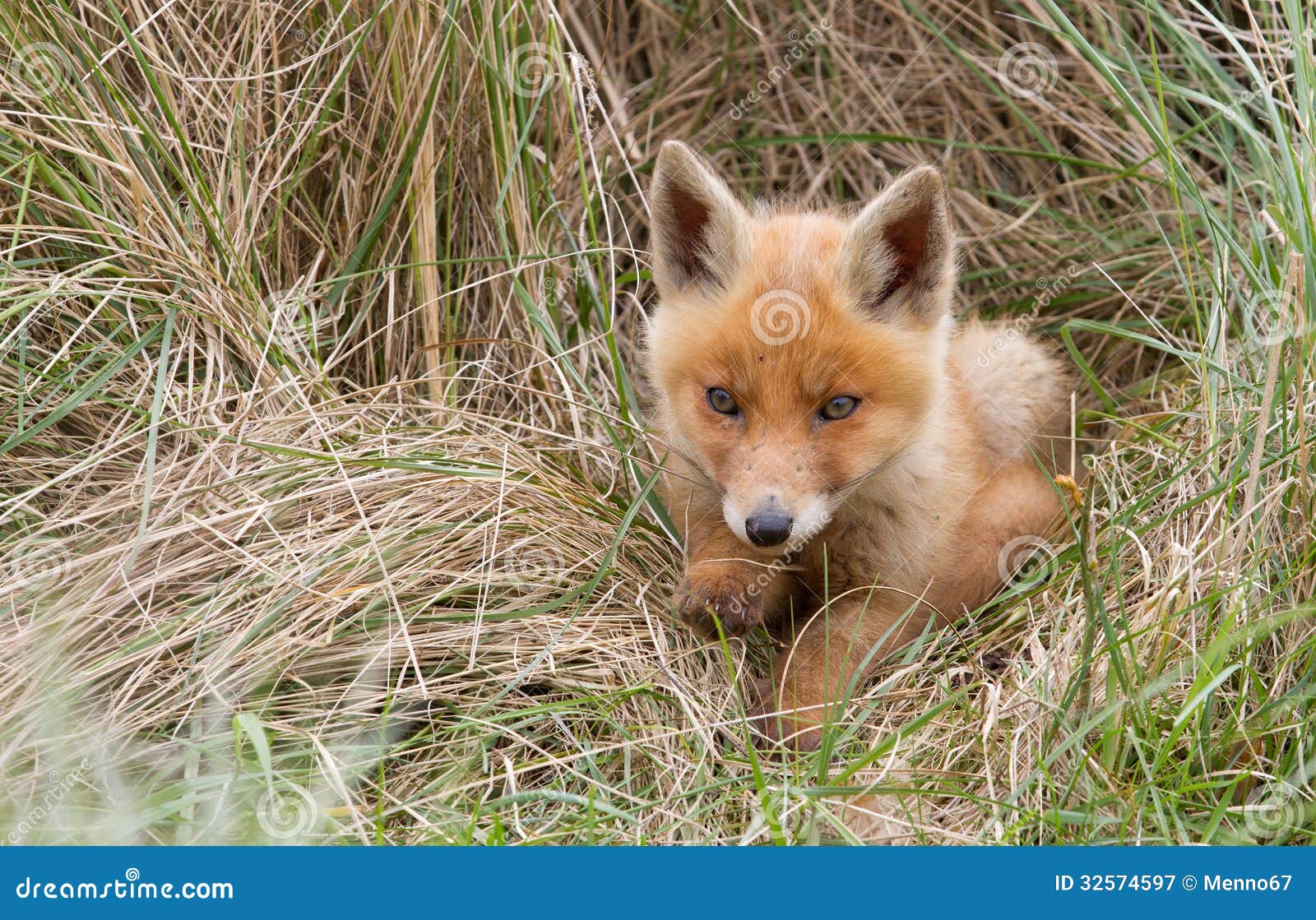 Red fox cub stock image. Image of cute, spring, outdoors - 32574597
