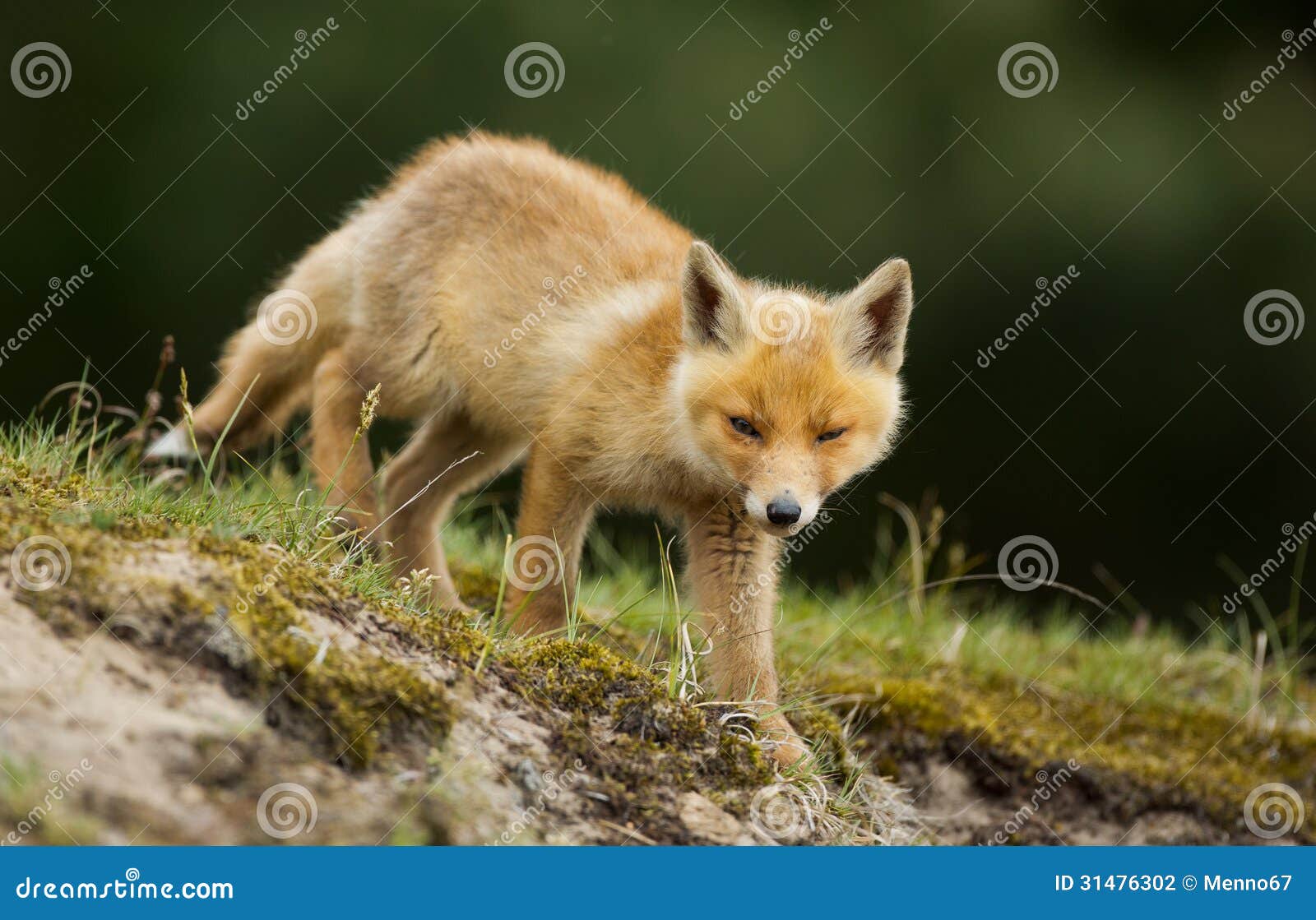Red fox cub stock photo. Image of face, young, hunter - 31476302