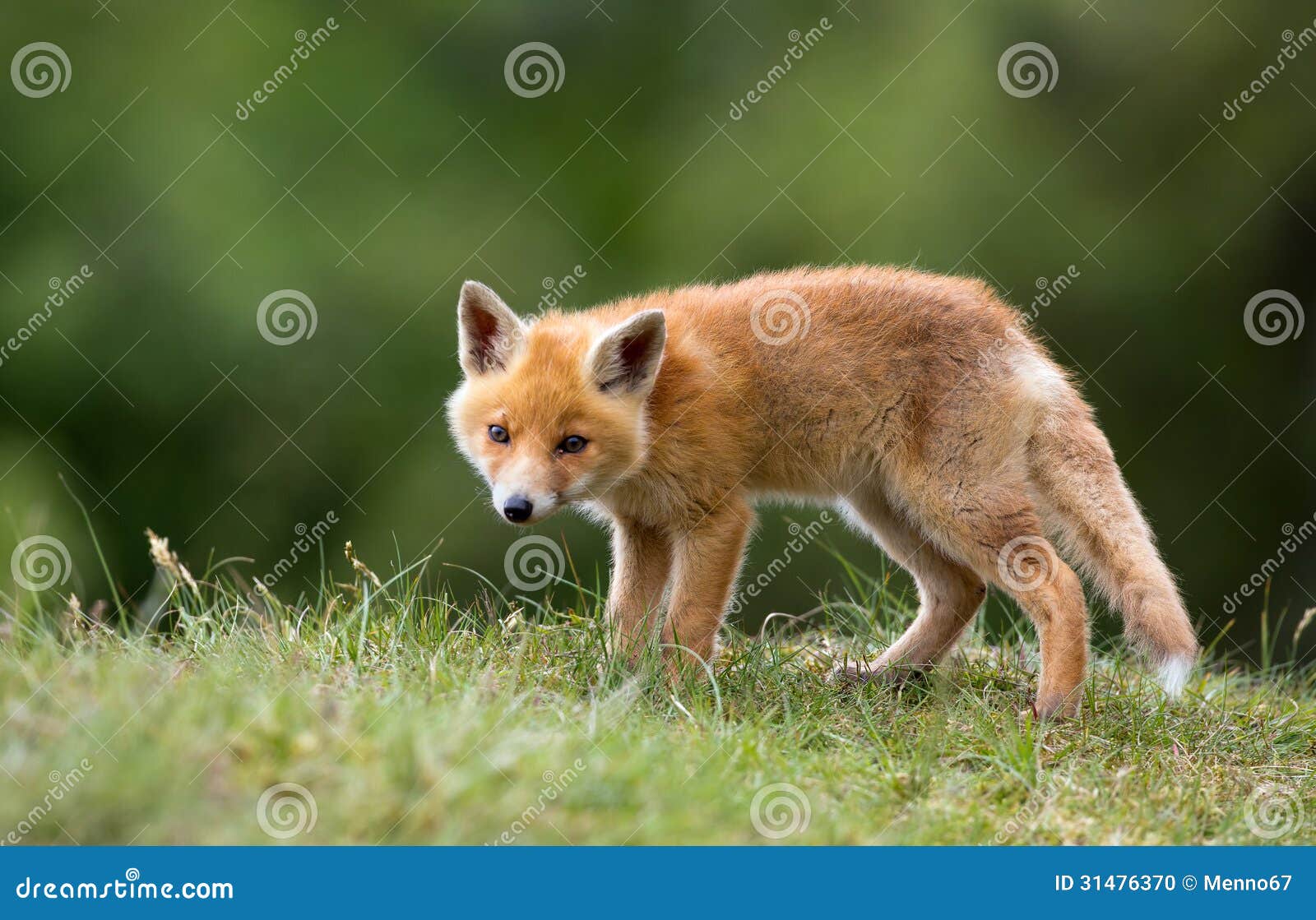 Red fox cub stock photo. Image of wildlife, green, outdoors - 31476370