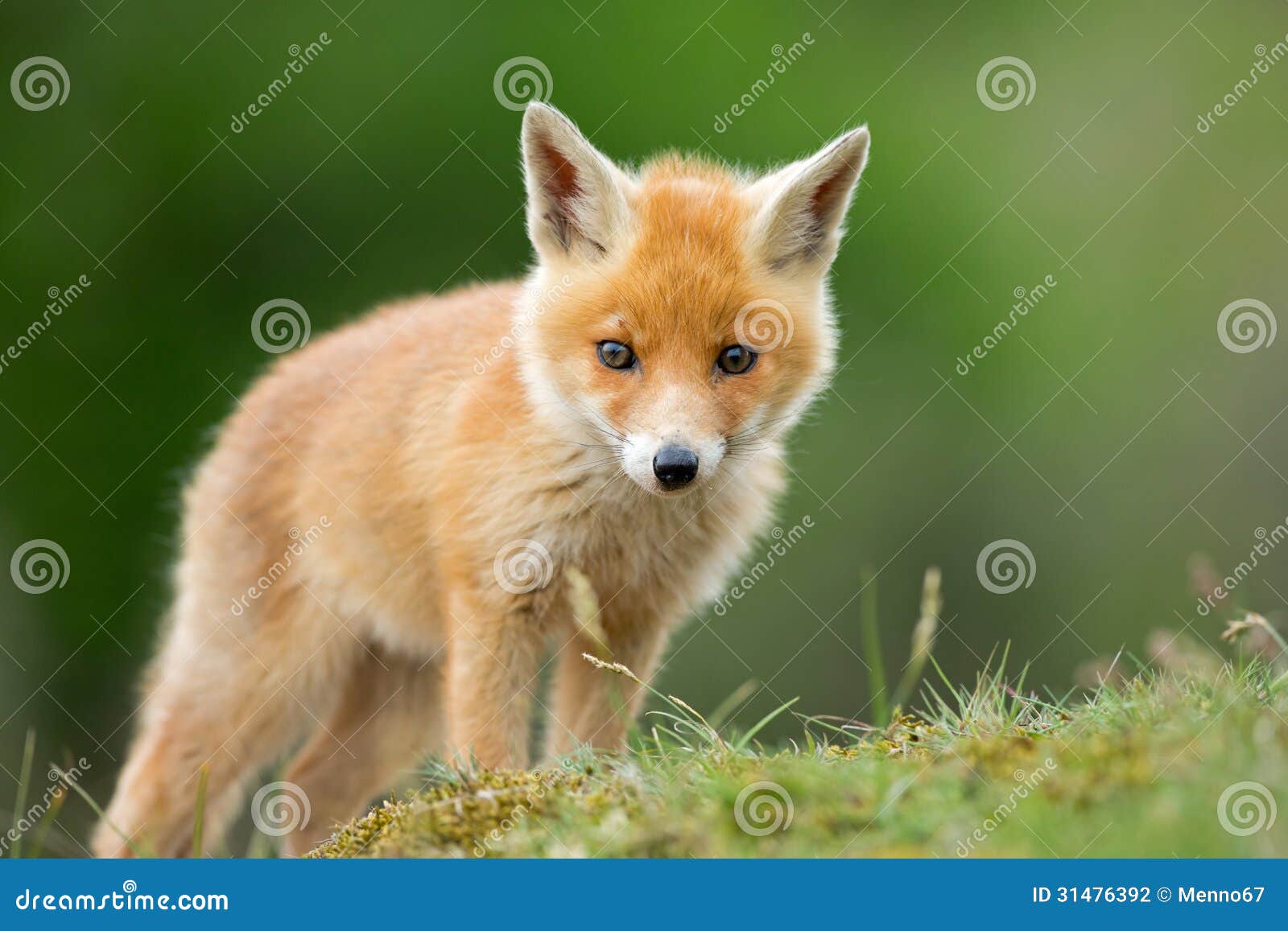 Red fox cub stock photo. Image of baby, outdoors, beast - 31476392