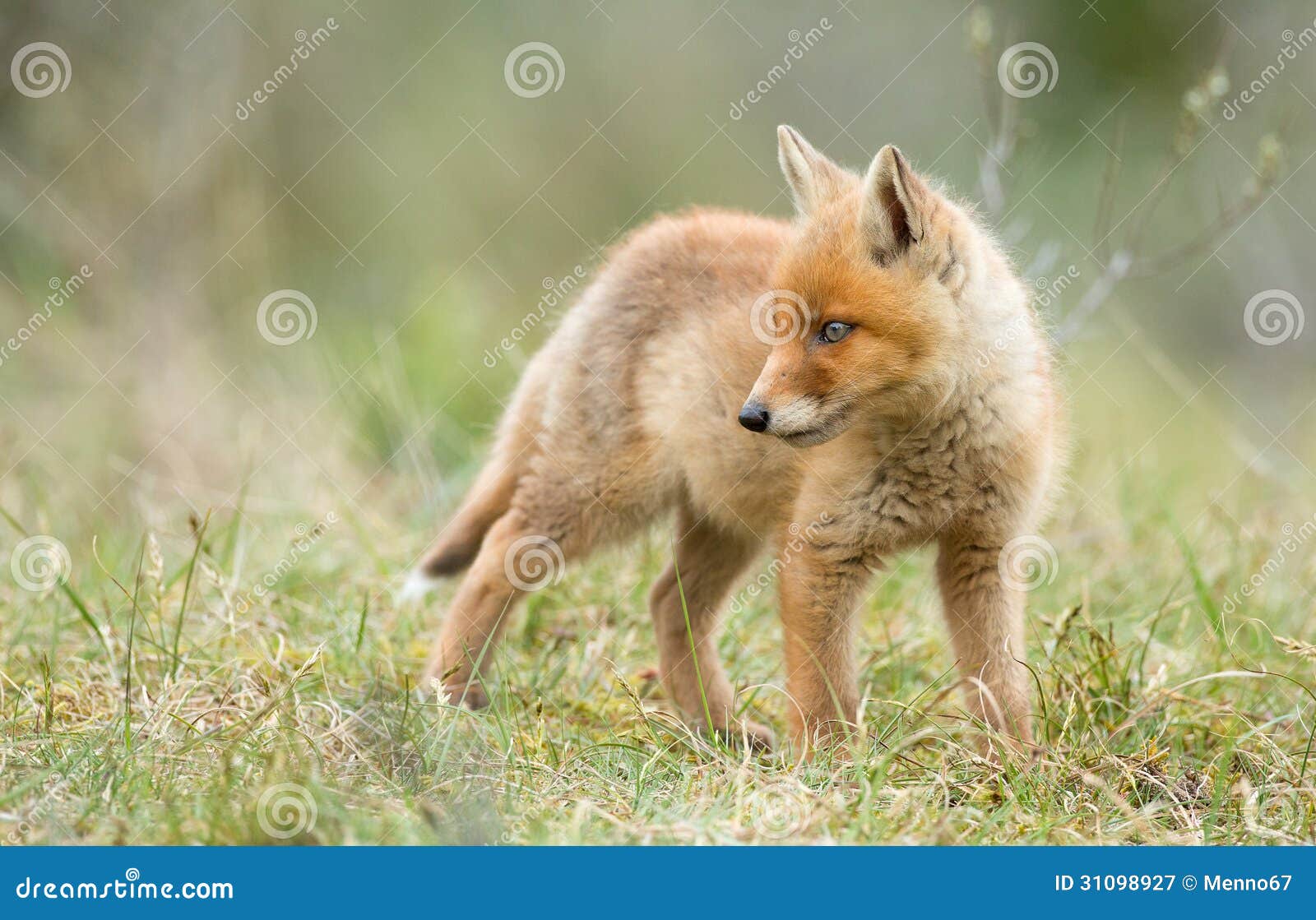 Red fox cub stock image. Image of wild, outdoors, vulpes - 31098927