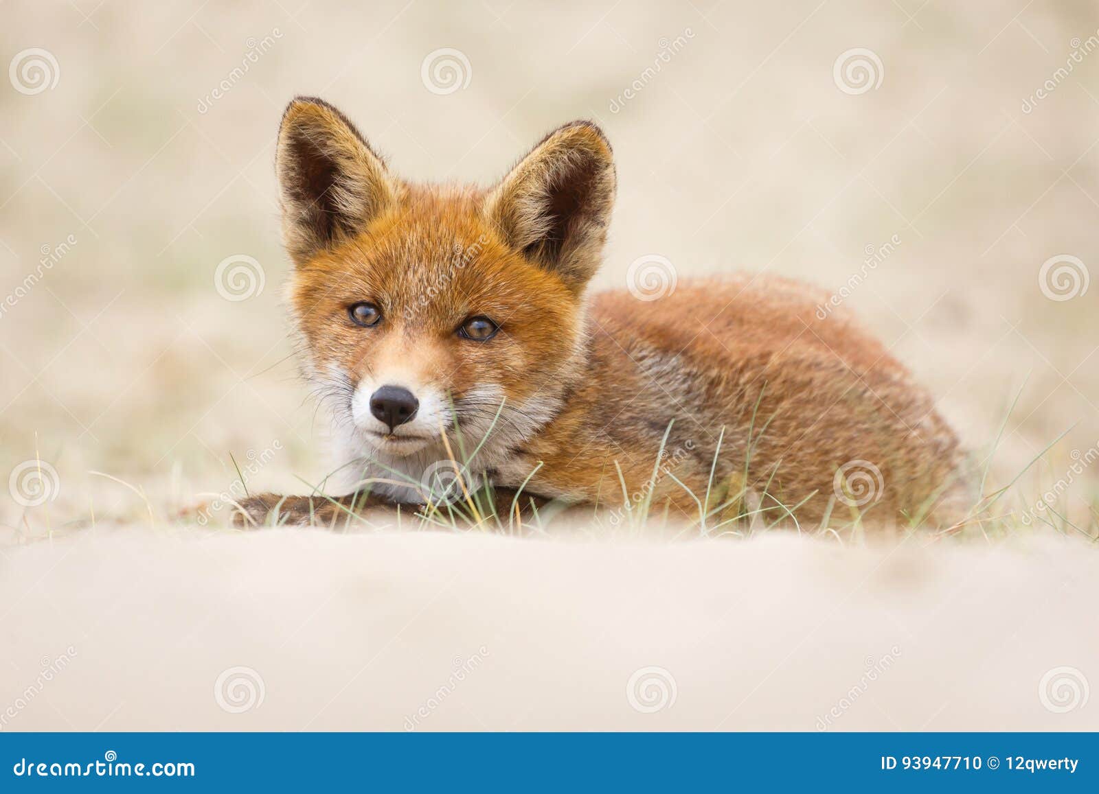 Red fox cub stock photo. Image of mammal, baby, spring - 93947710