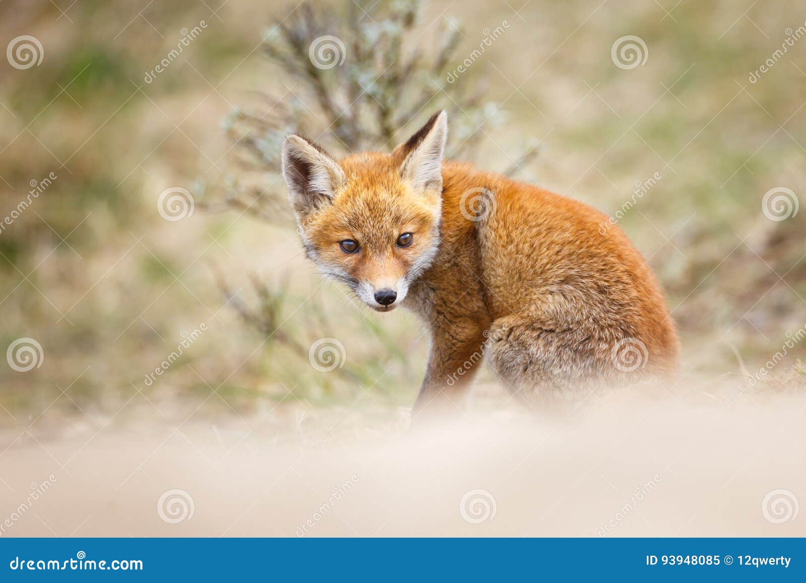 Red fox cub stock image. Image of young, spring, vulpes - 93948085