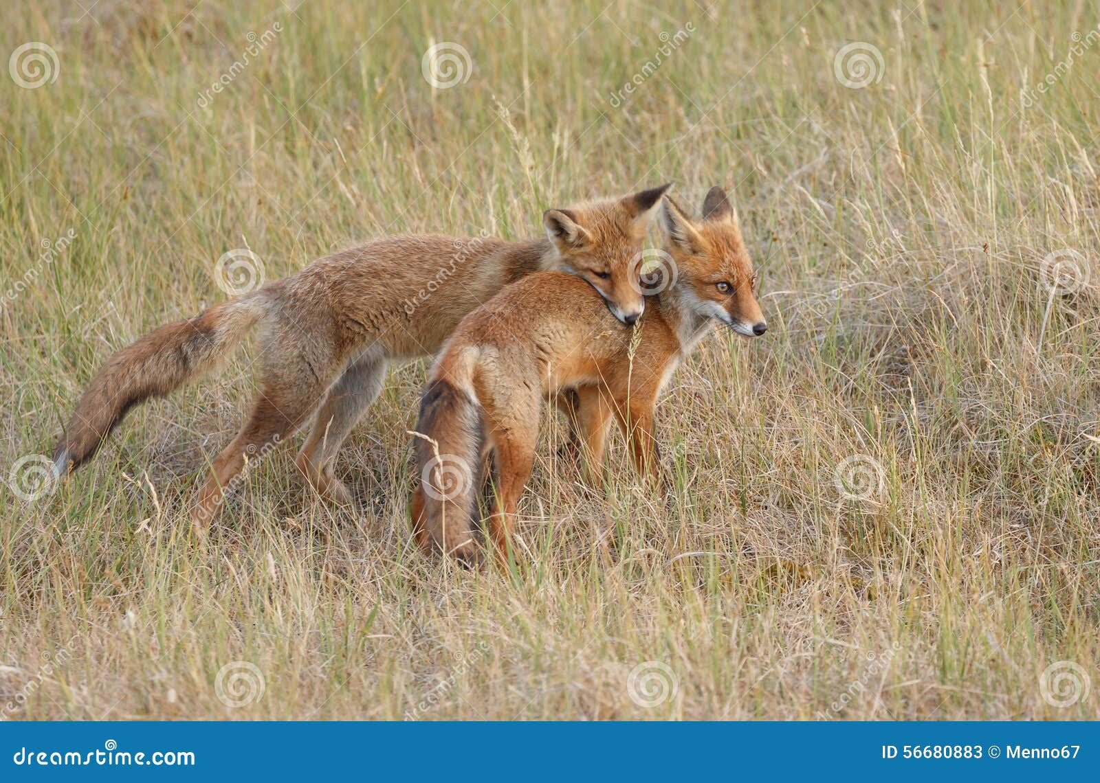 Red fox cubs stock image. Image of hunting, grass, canine - 56680883