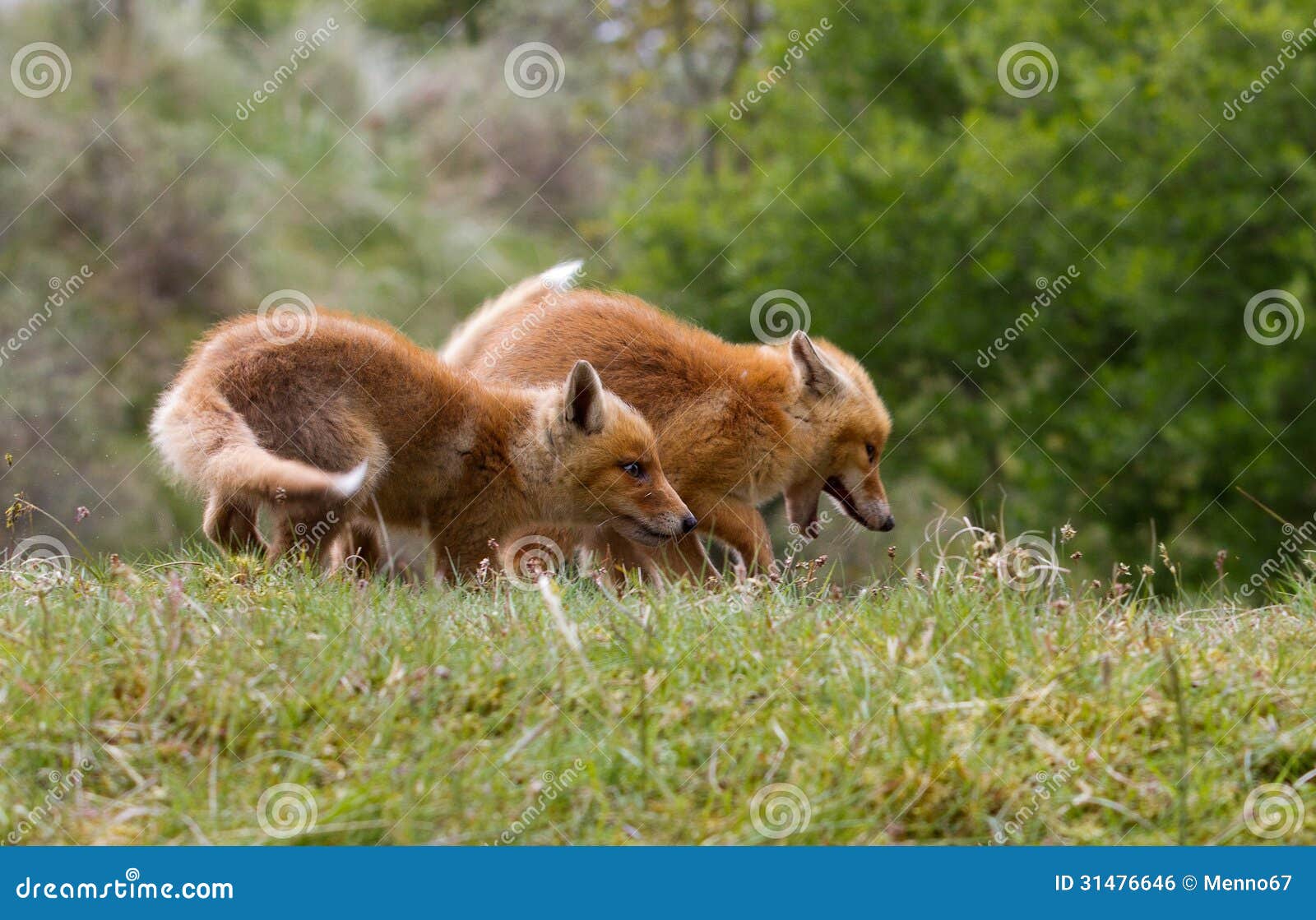 Red fox cubs stock photo. Image of animal, family, white - 31476646