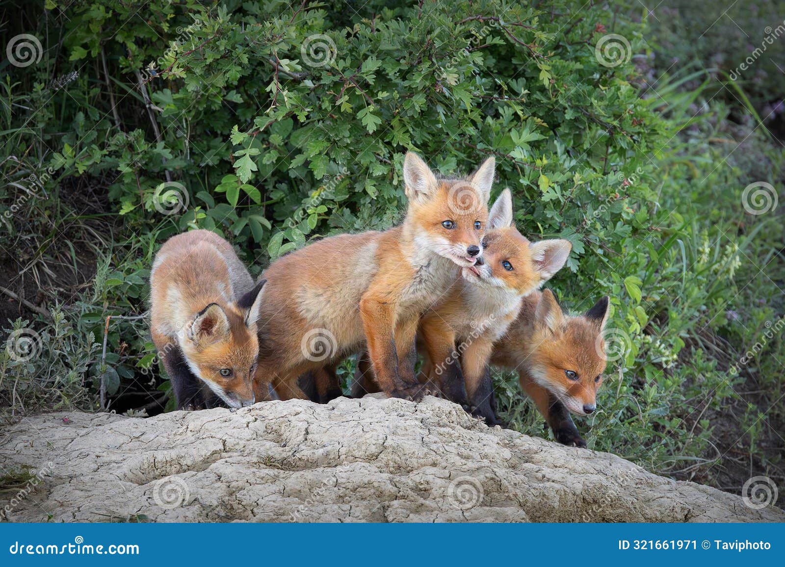 Red Fox Cubs Playing in Front of the Den Stock Image - Image of ...