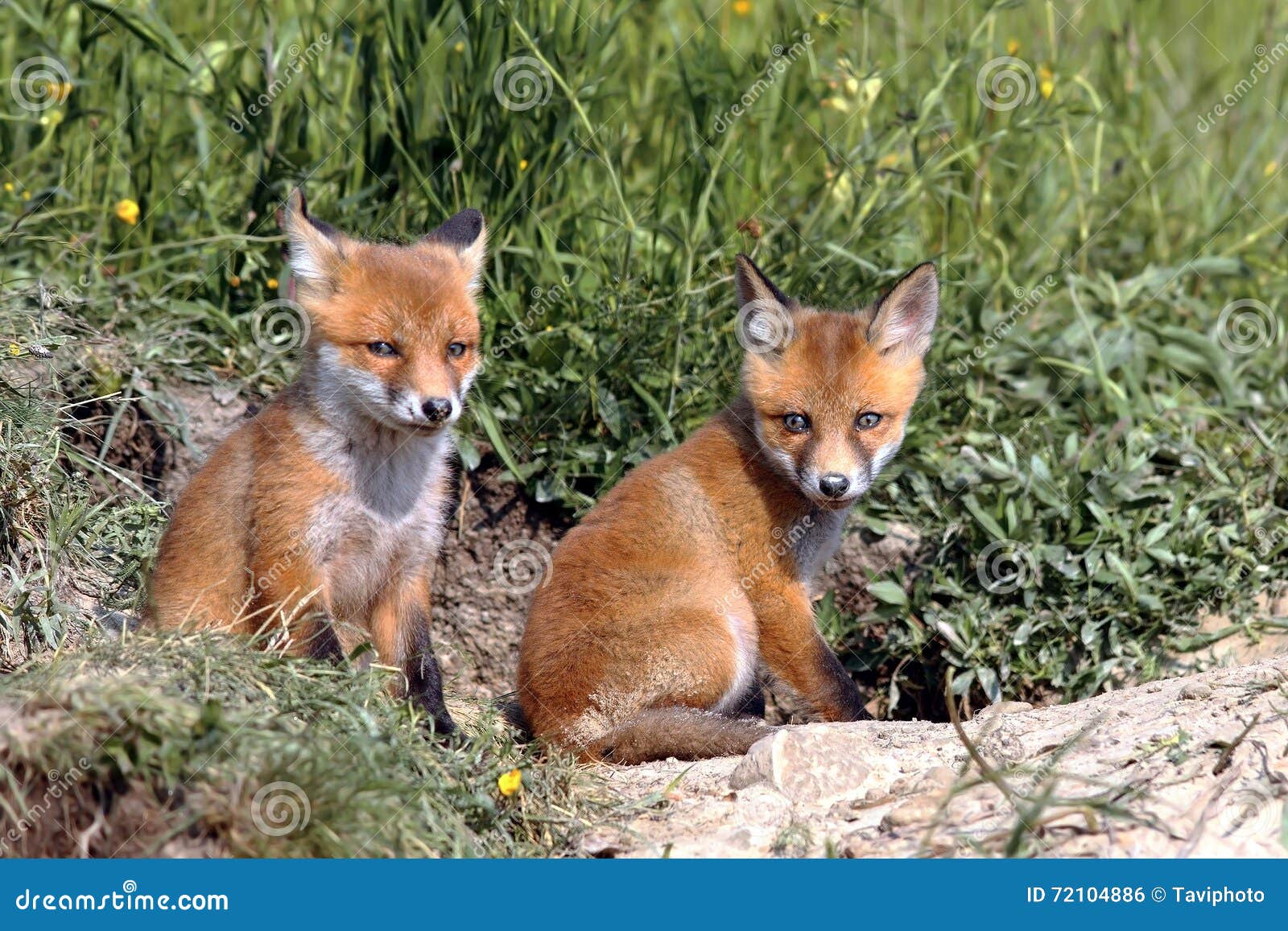 Red Fox Cubs Resting Near the Burrow Stock Photo - Image of beast ...