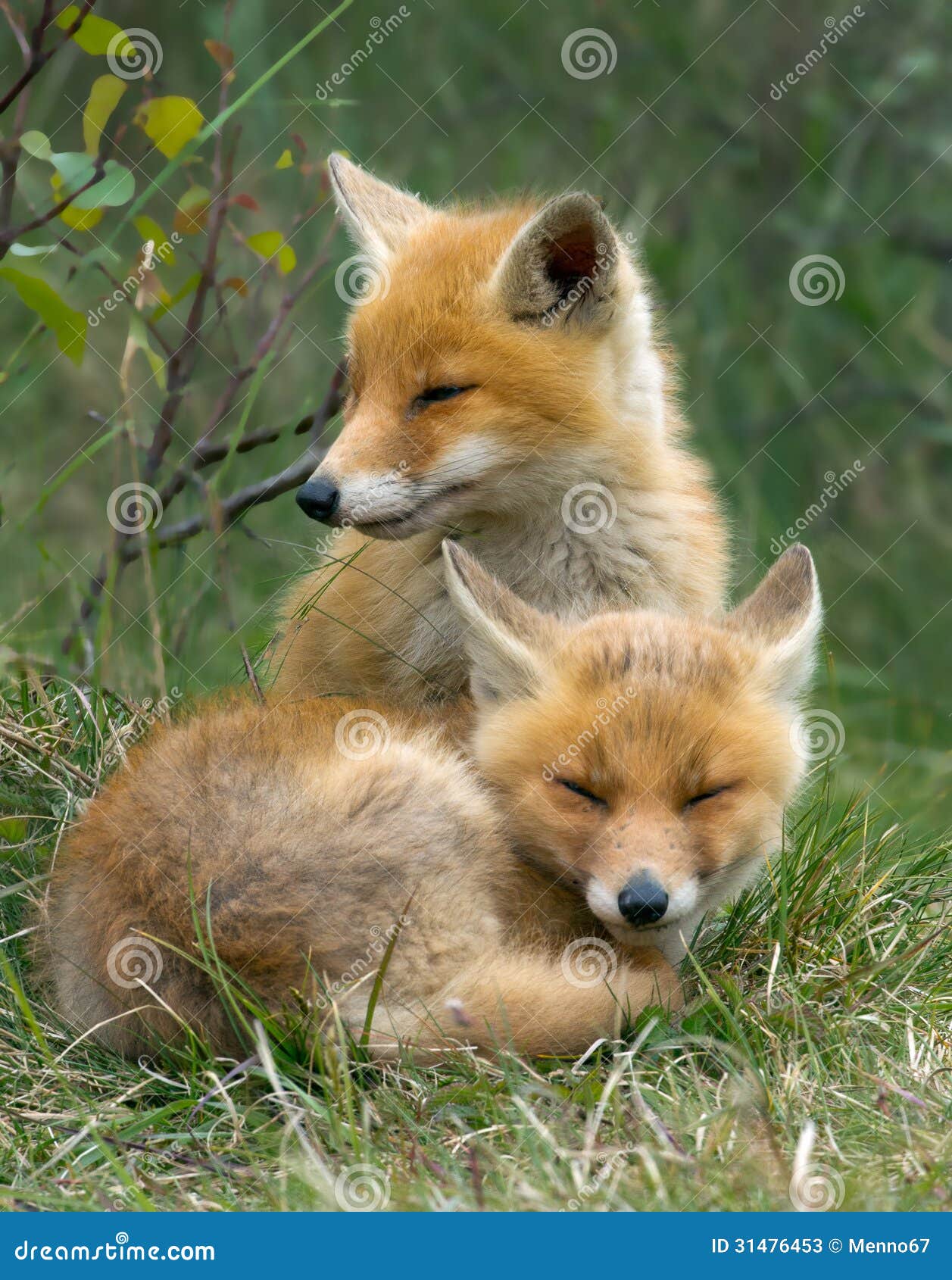 Red Fox Cubs