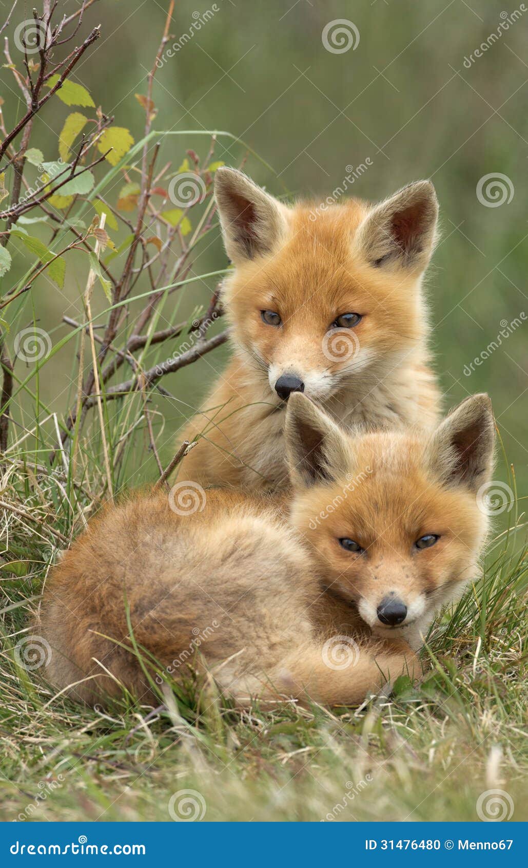 Red fox cubs stock photo. Image of cute, grass, white - 31476480