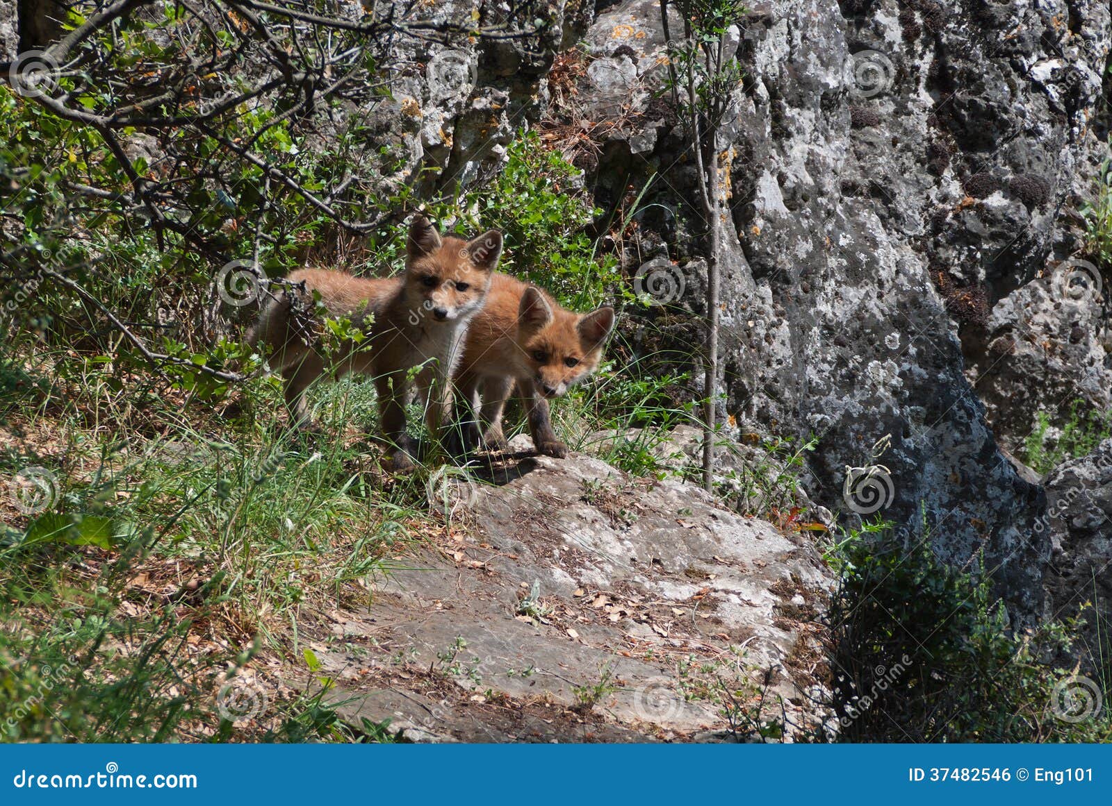 Red Fox, Vulpes Vulpes, Cubs Sitting By The Den. Stock Photo ...