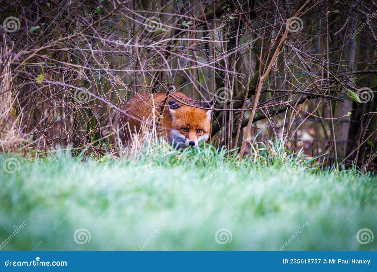 A Red Fox Cunningly Creeps Along the Tree Line Looking Directly at the ...