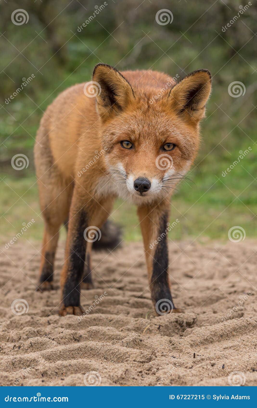 Red fox stock image. Image of fluffy, mature, netherlands - 67227215