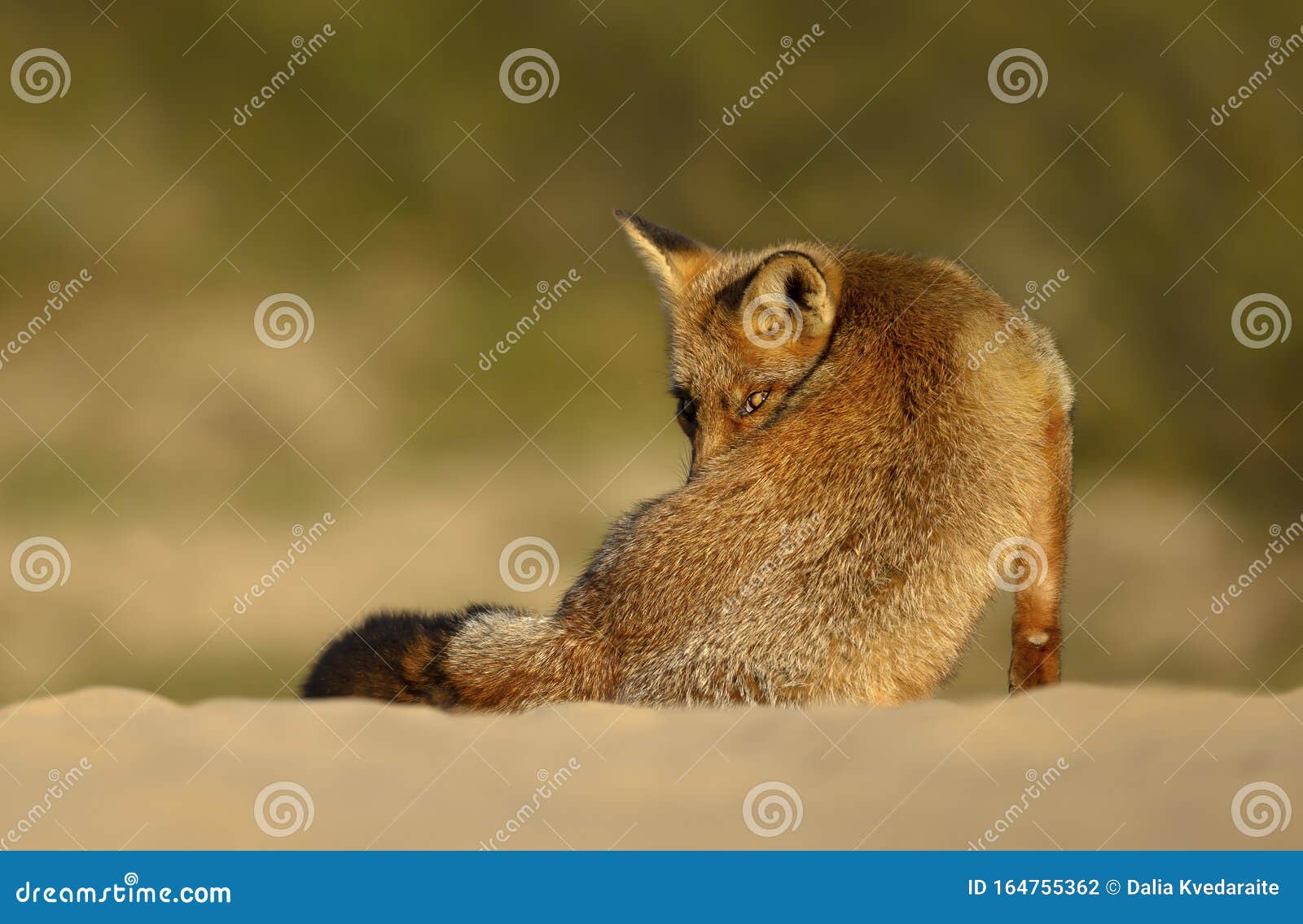 Red Fox Curiously Looking through the Shoulder Stock Photo - Image of ...