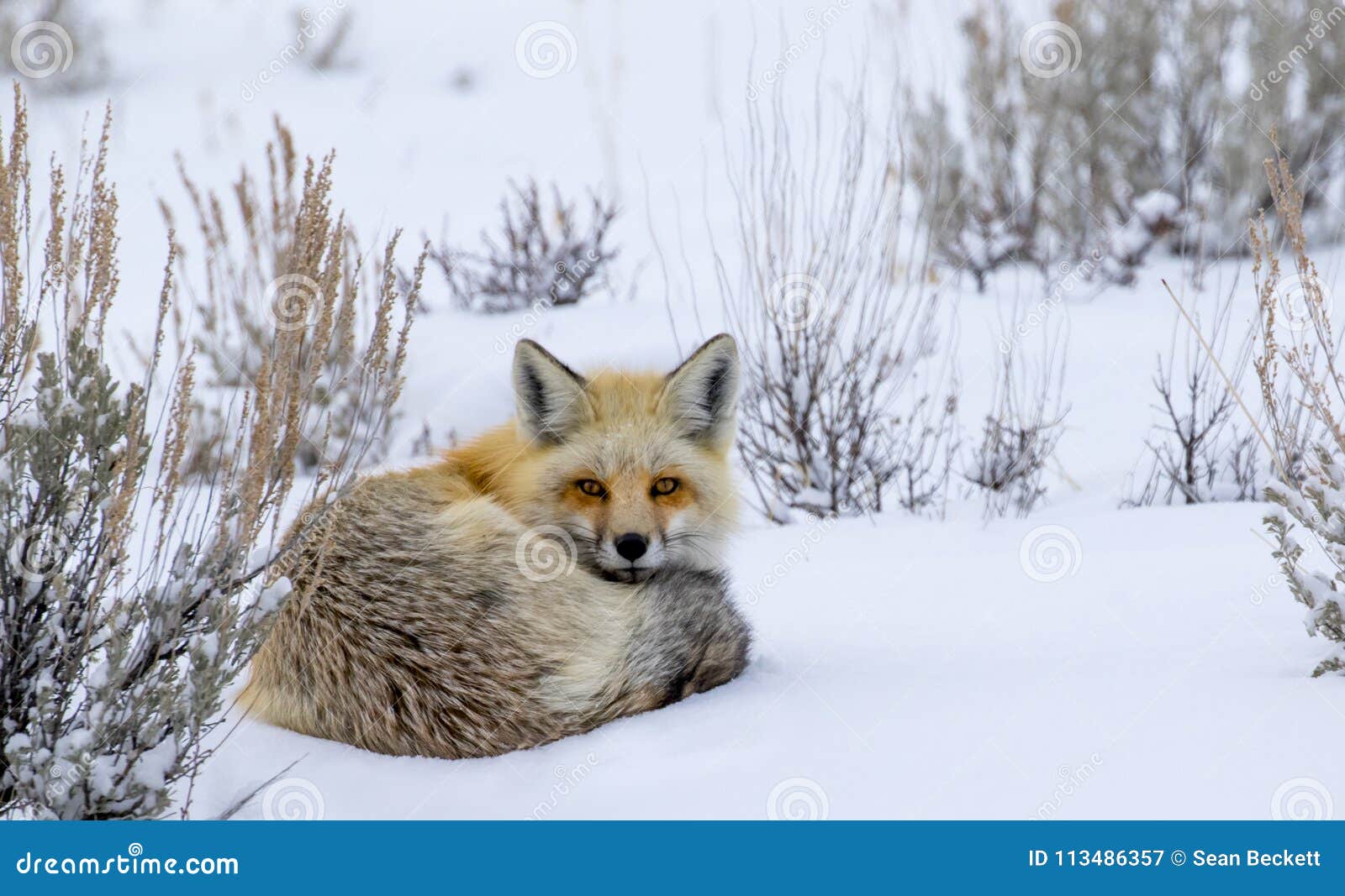 Fox Curled Stock Photos - Royalty Free Stock Images