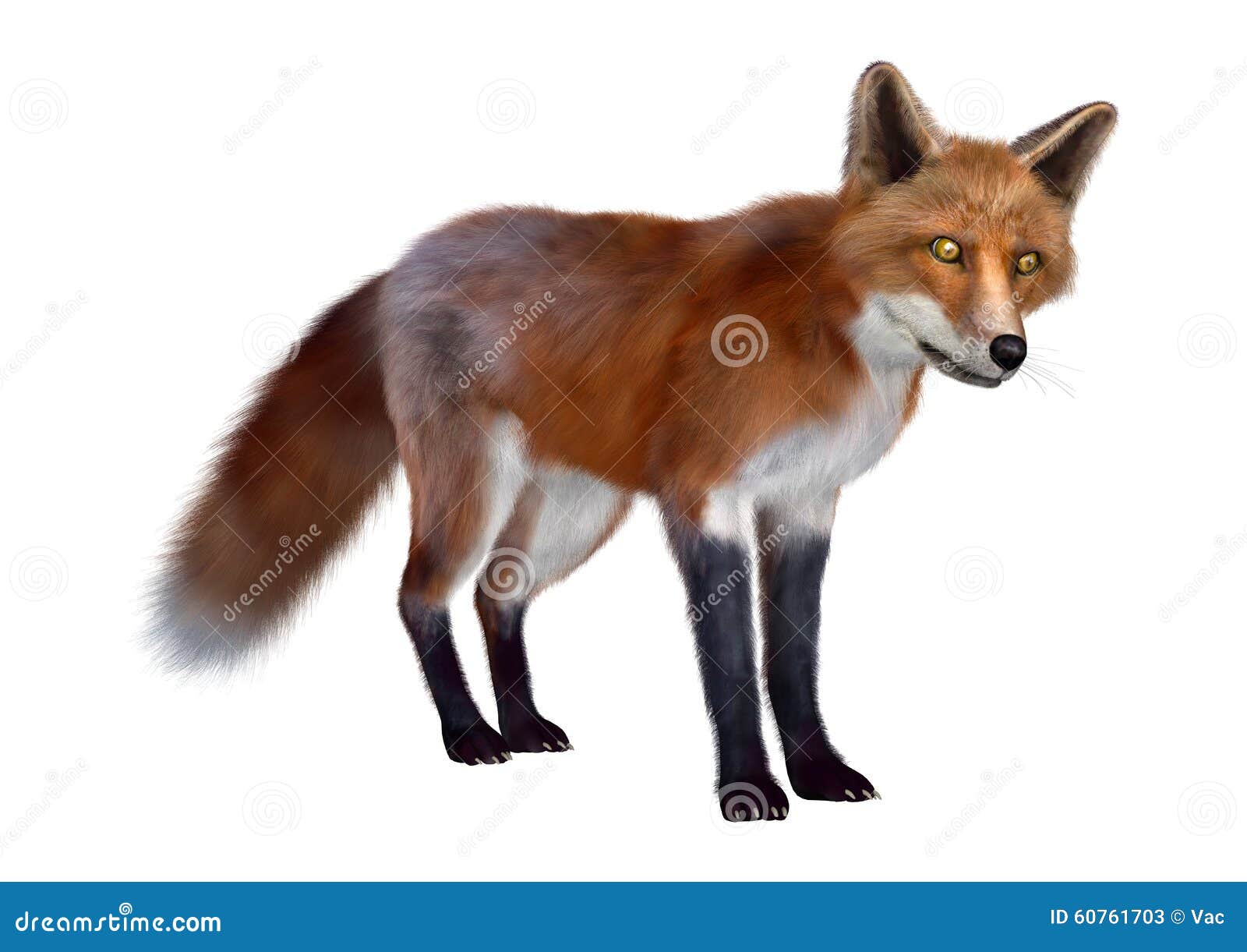 Red Fox Standing 3d Render Stock Illustrations – 7 Red Fox Standing 3d ...