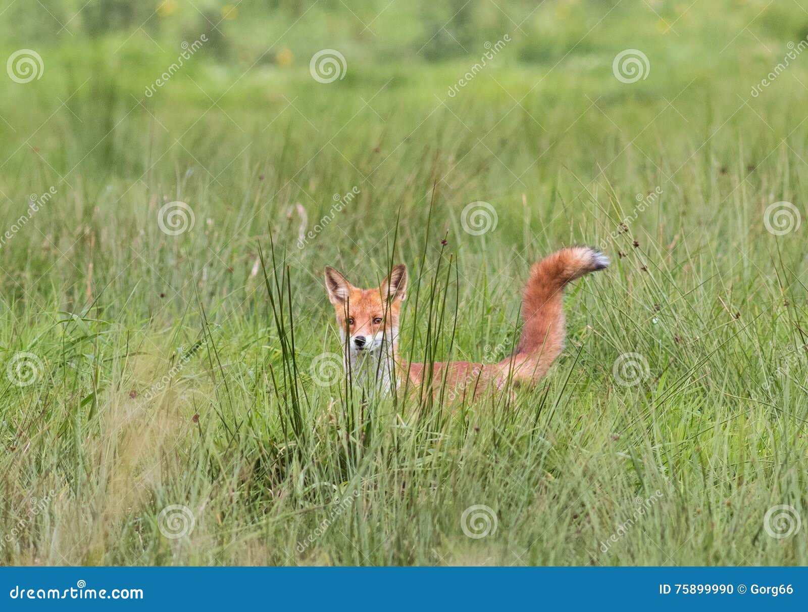 Red fox stock photo. Image of grass, flowers, opium, green - 75899990
