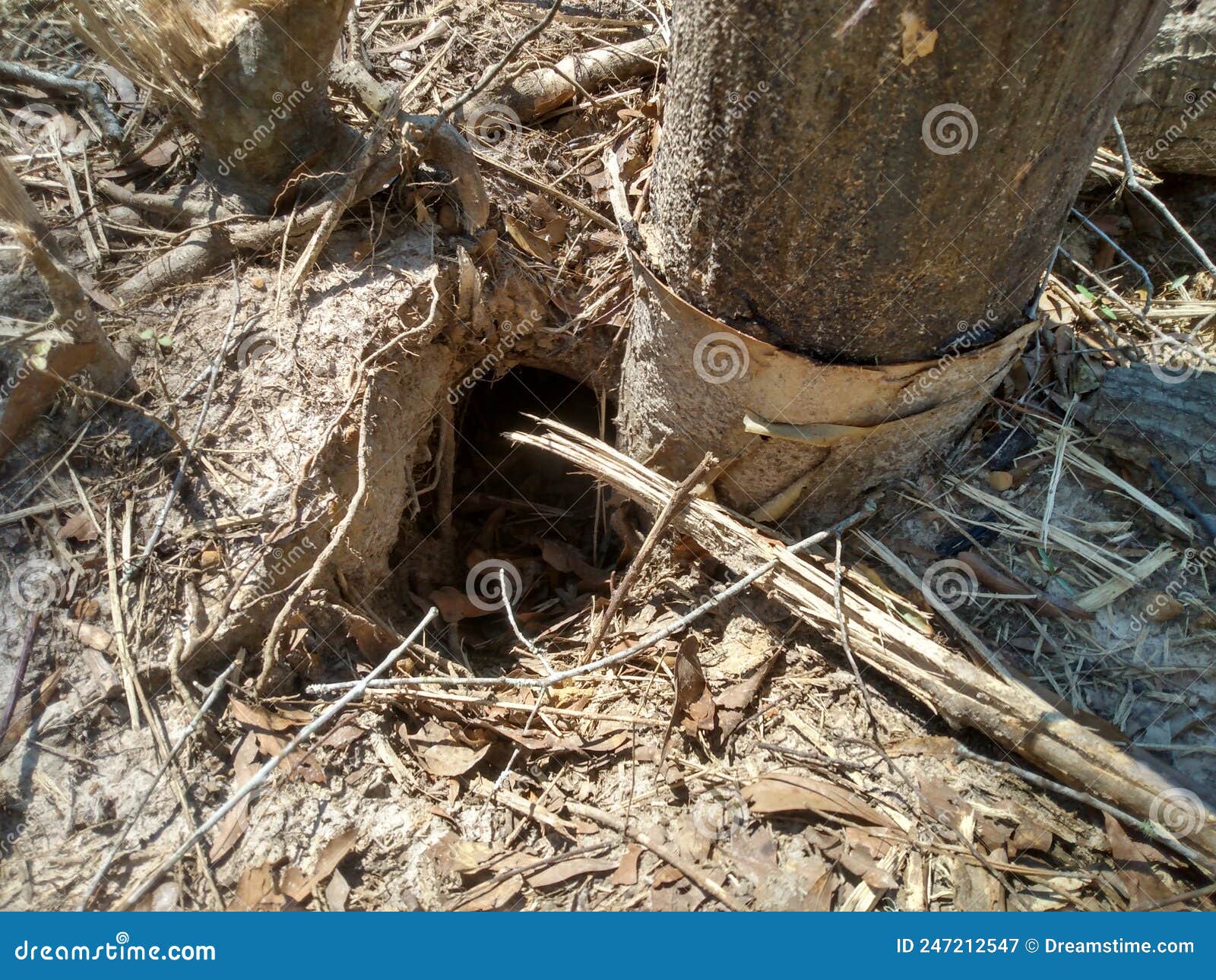 Red Fox Den stock image. Image of tree, iron, plant - 247212547