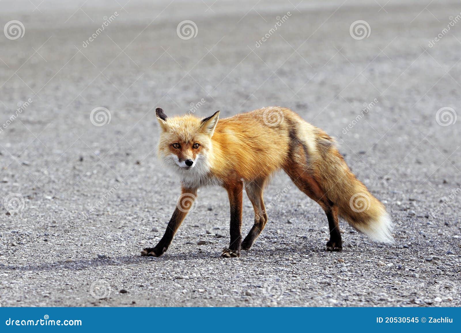 Red Fox in Denali NP, Alaska Stock Image - Image of wild, alaska: 20530545