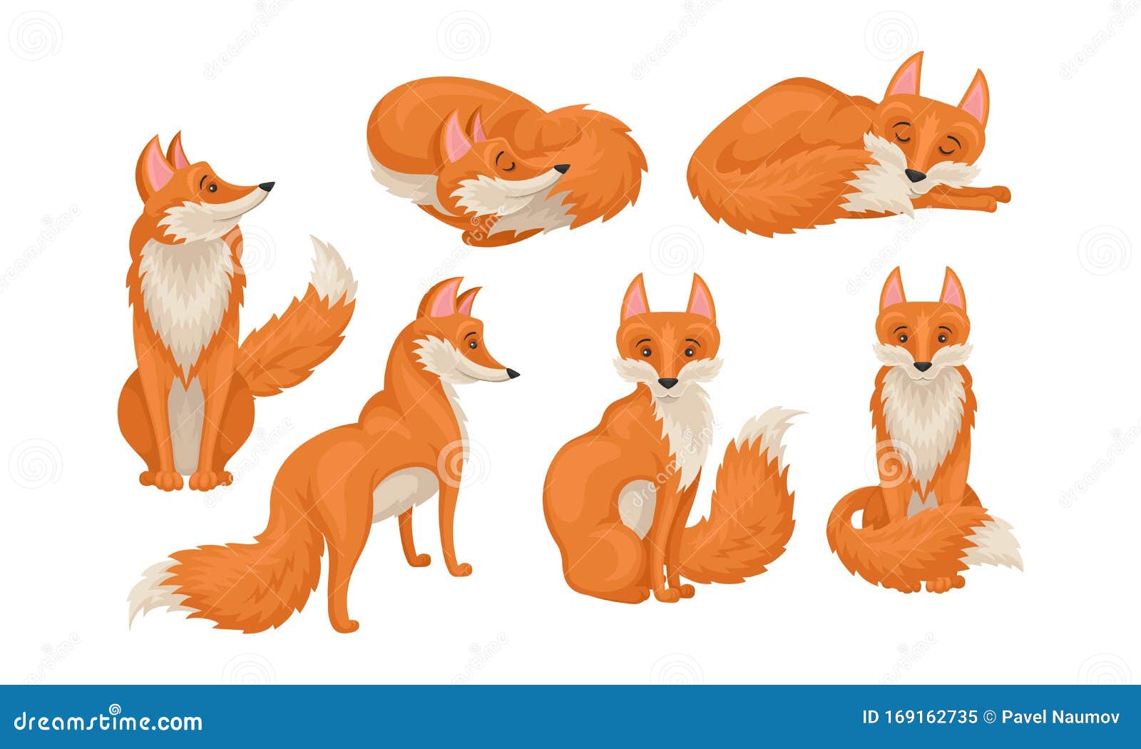 Red Fox in Different Poses Vector Illustrations Set Stock Vector ...