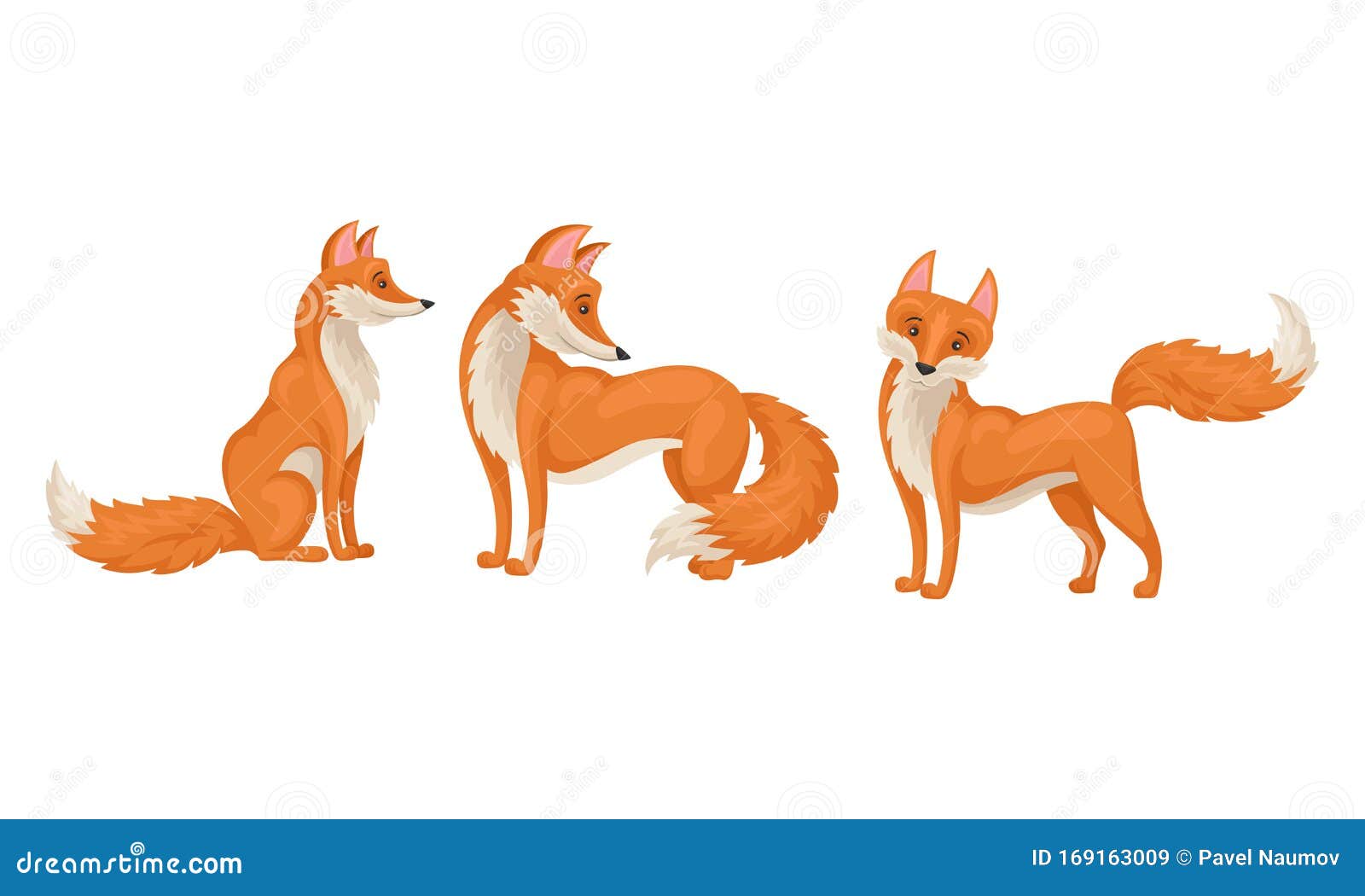 Red Fox in Different Poses Vector Illustrations Set Stock Vector ...