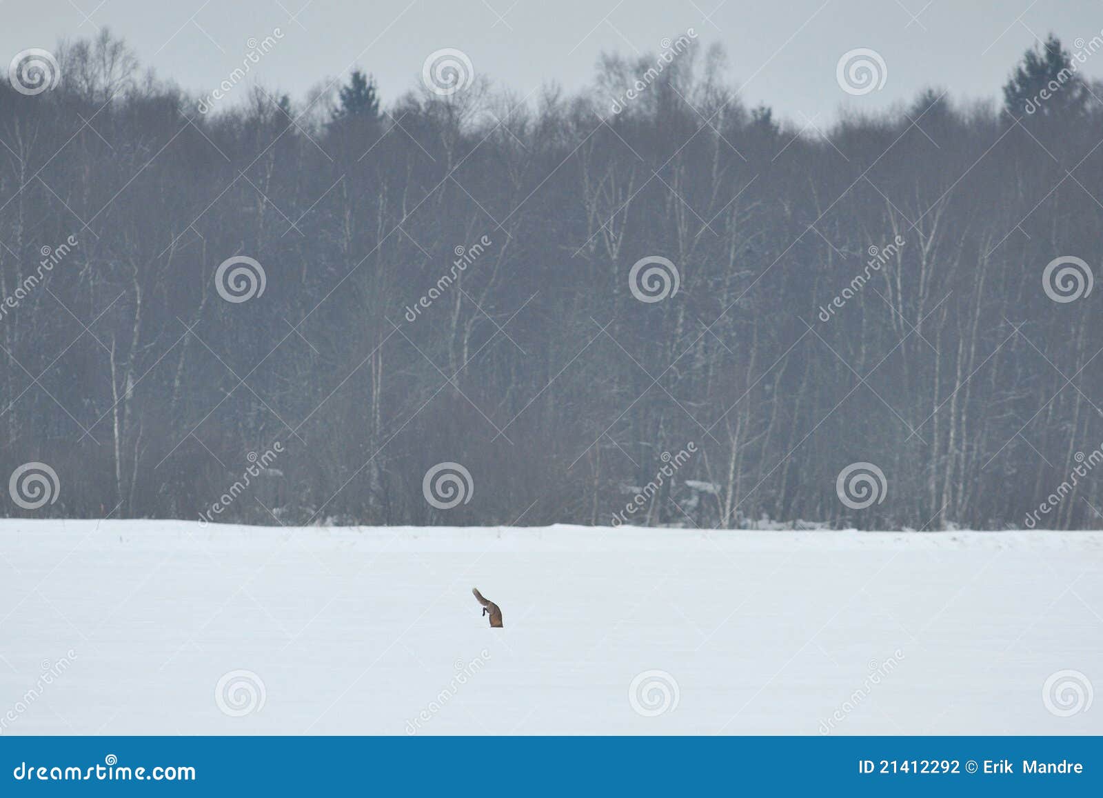 Red Fox Diving into the Snow Stock Photo - Image of winter, hunting ...