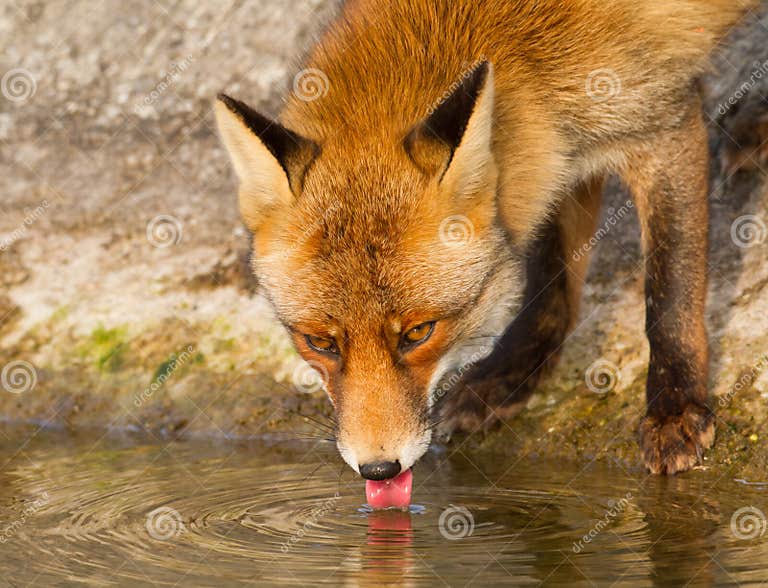 Red fox drinking stock photo. Image of vulpes, portrait - 24010162