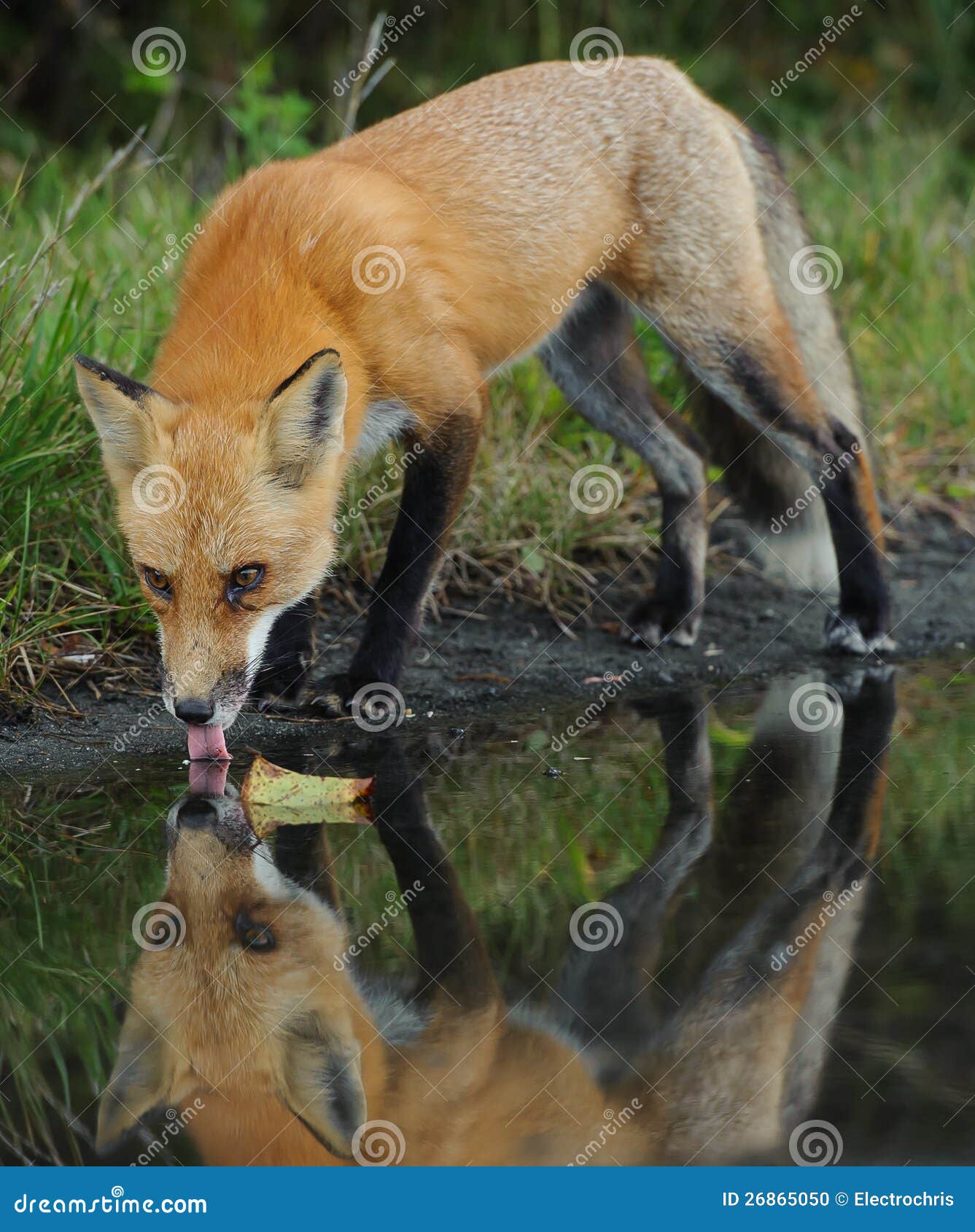 Red Fox Drinking stock photo. Image of pool, attention - 26865050