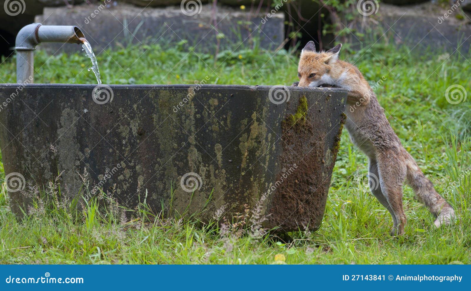 Red Fox is Drinking from Fountain Stock Image - Image of open, mammal ...