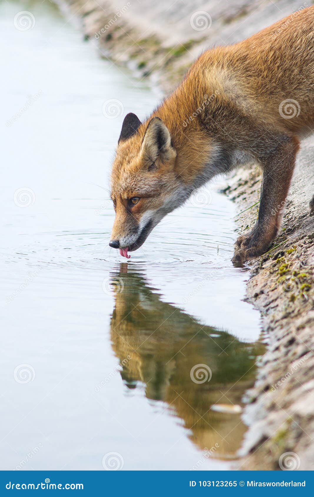 Red Fox Drinking from a Lake with Reflection Stock Image - Image of ...