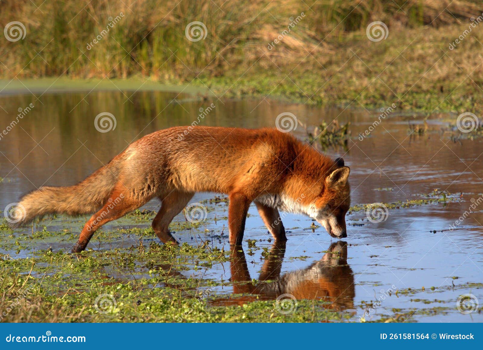 Red Fox Drinking from the Shallow Water with Visible Reflection on ...