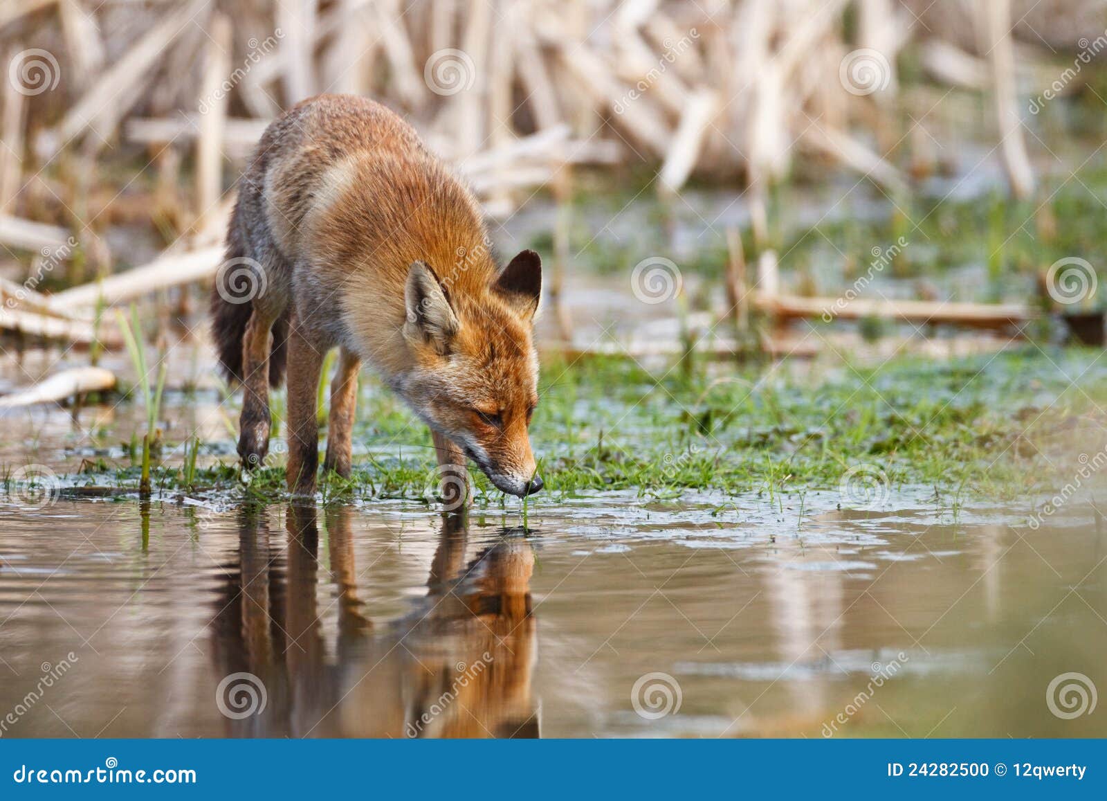 Red fox drinking water stock photo. Image of watery, pond - 24282500