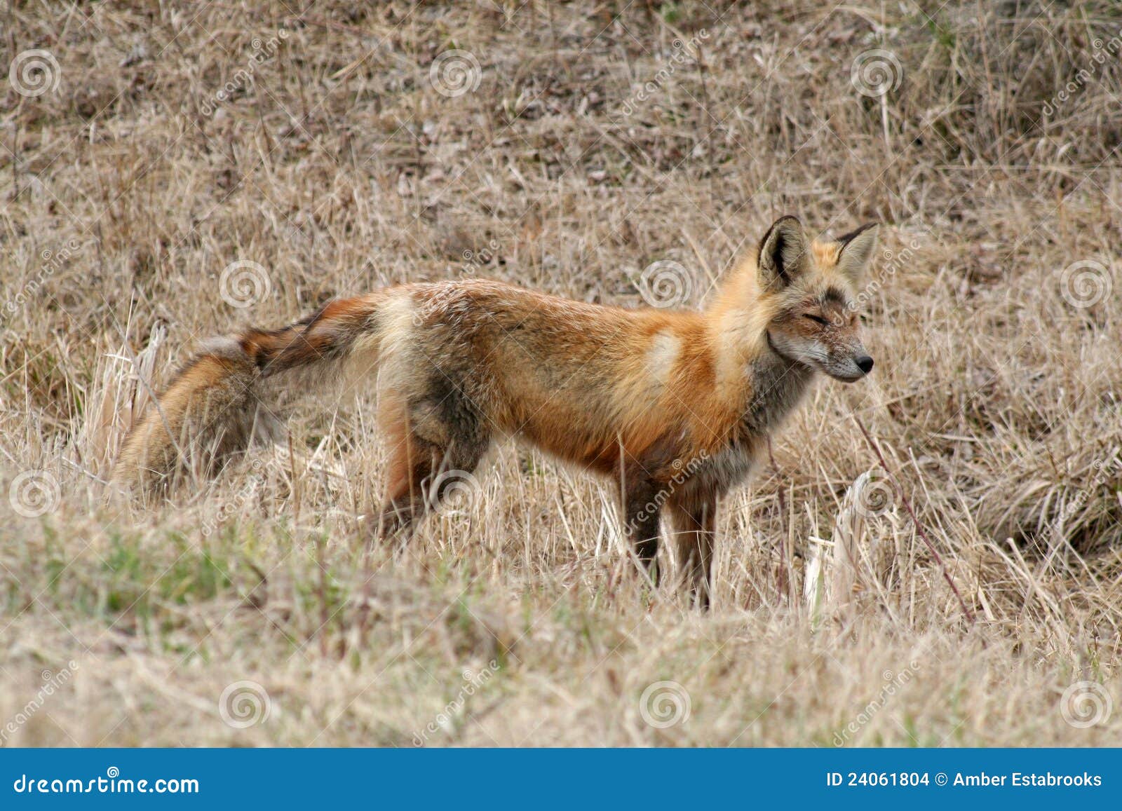 Red Fox in Early Spring stock photo. Image of shedding - 24061804