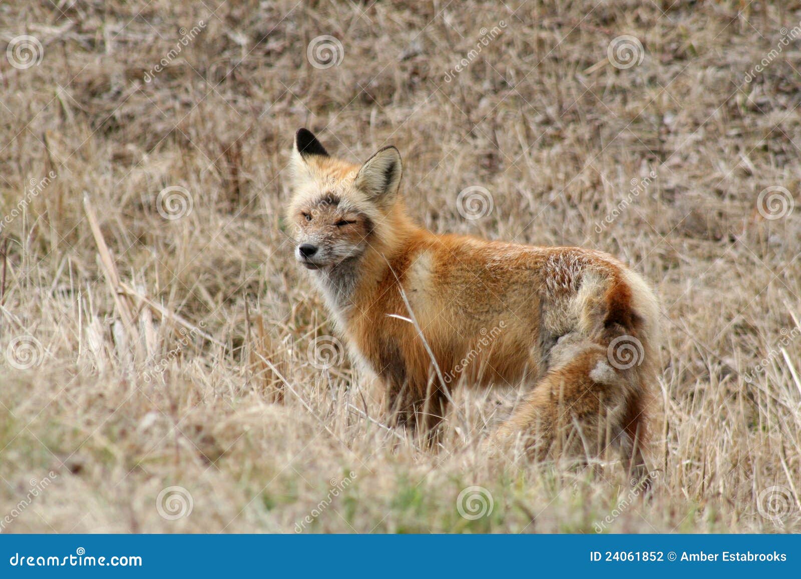 Red Fox Kit Sandstone Minnesota United States Of America