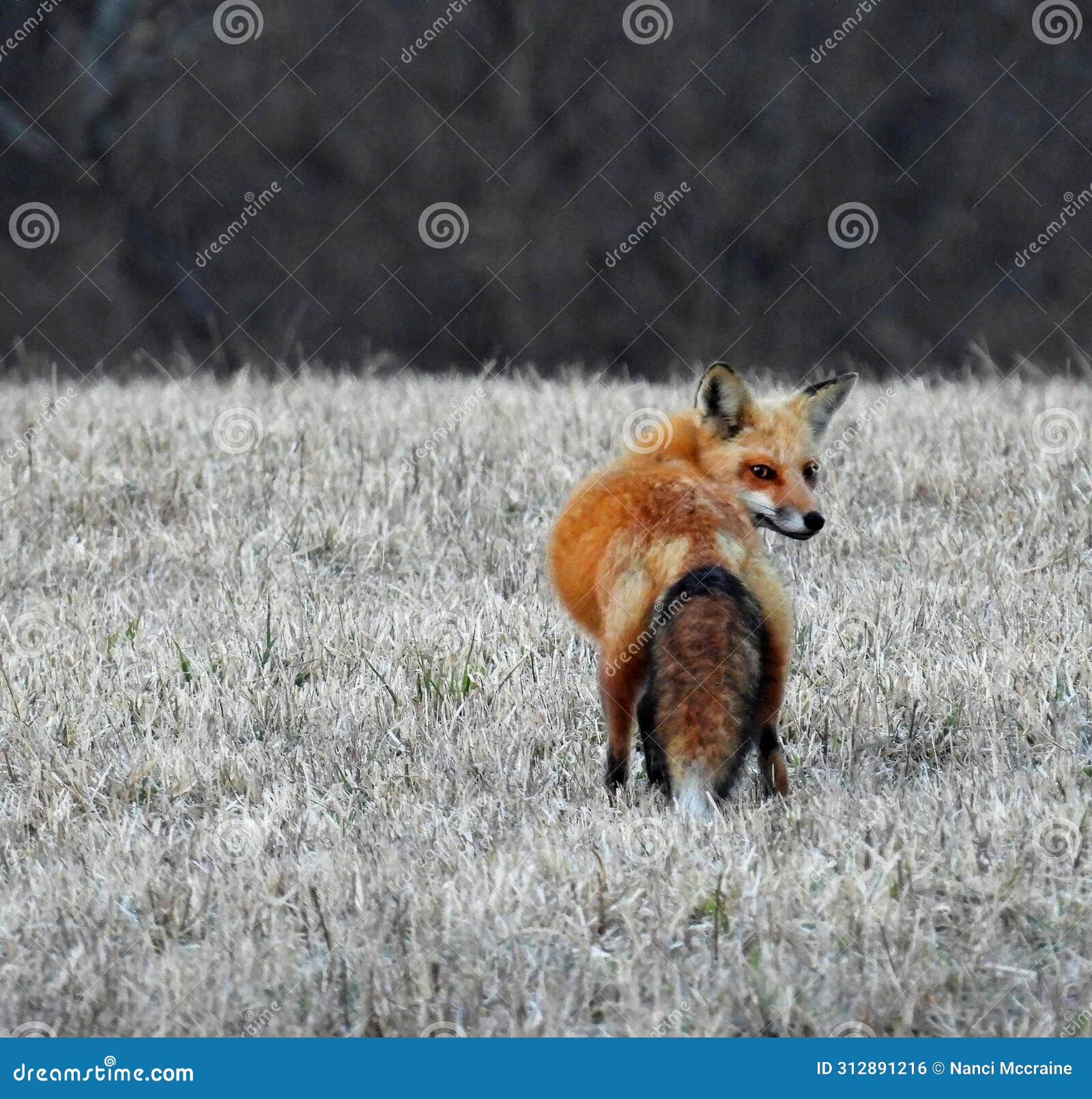 NYS Red Fox in Early Spring Stock Photo - Image of food, predators ...