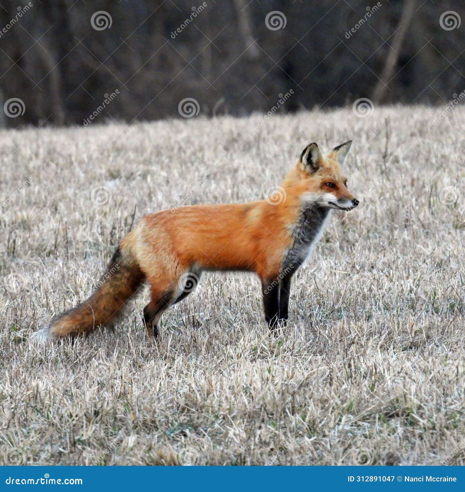 Alert Hunting Pose of NYS Red Fox Stock Image - Image of fields ...