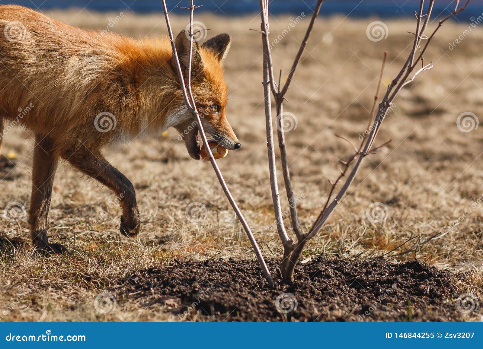 Red Fox Eating a Bun in the Grass Stock Image - Image of beast, hunter ...