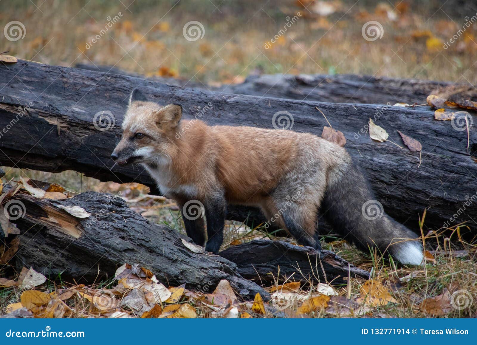 Red Fox Eating a Mouse stock photo. Image of close, canine - 132771914