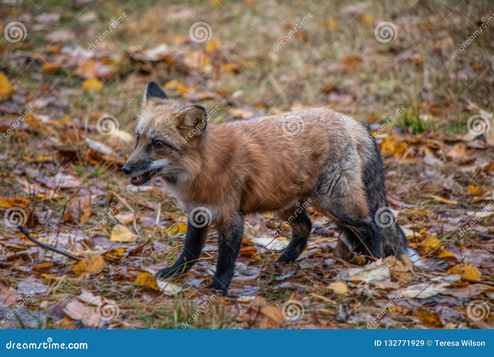 Red Fox Eating a Mouse stock image. Image of black, brown - 132771929