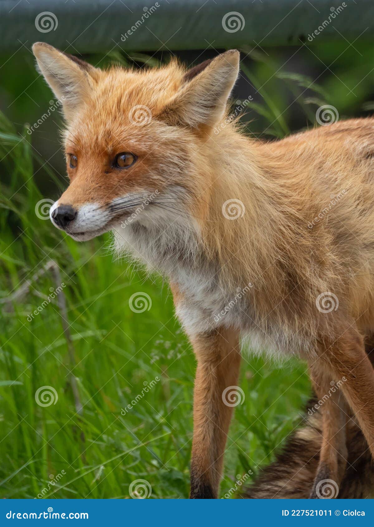 Red Fox at the Edge of a Road Stock Image - Image of wildlife, closeup ...