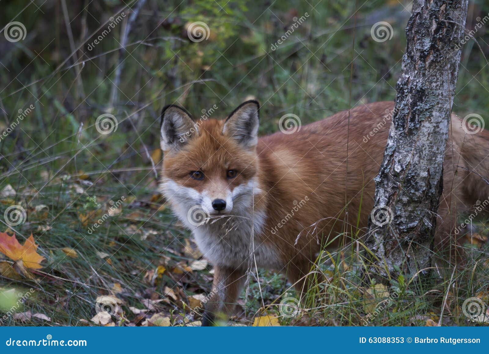 Red fox stock image. Image of stares, staring, european - 63088353